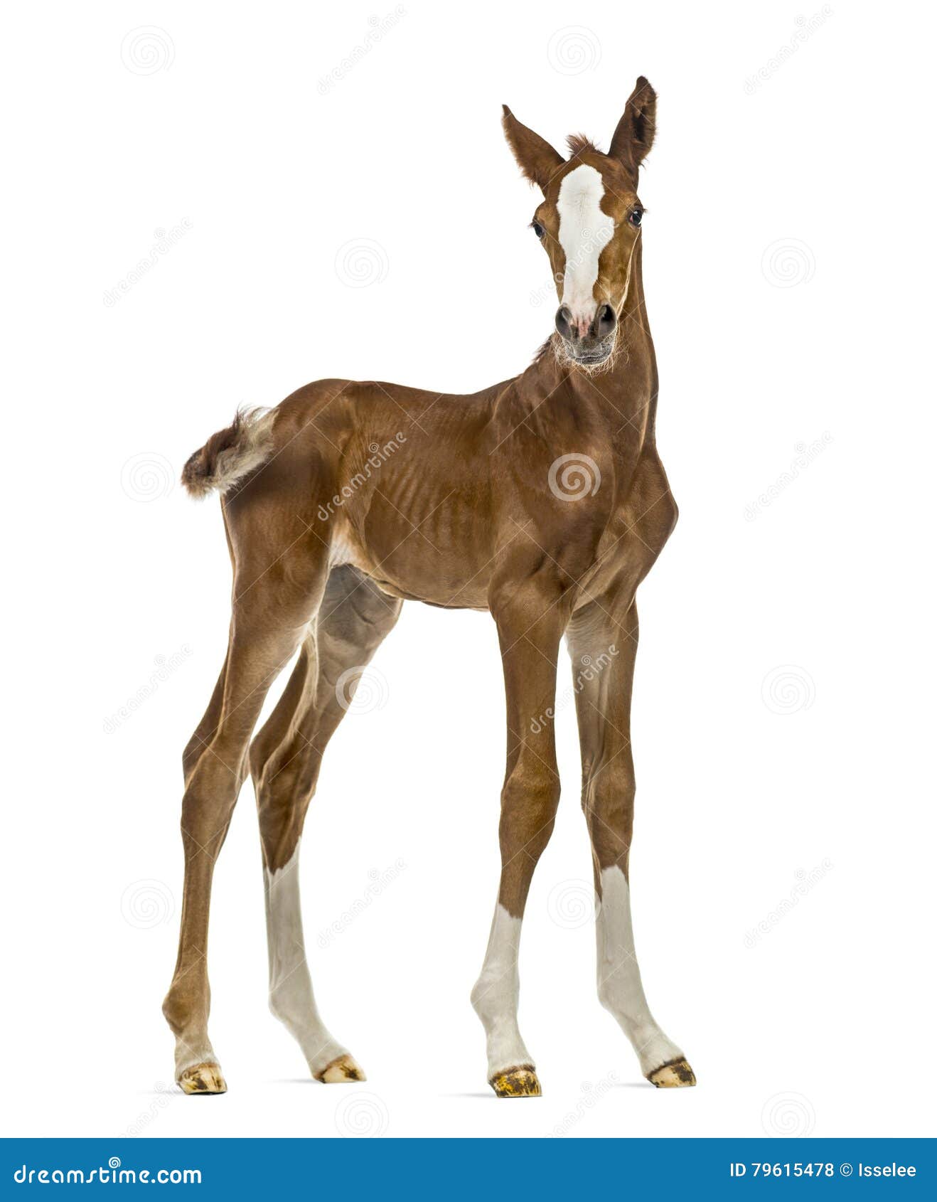 Foal looking at the camera stock photo. Image of camera - 79615478