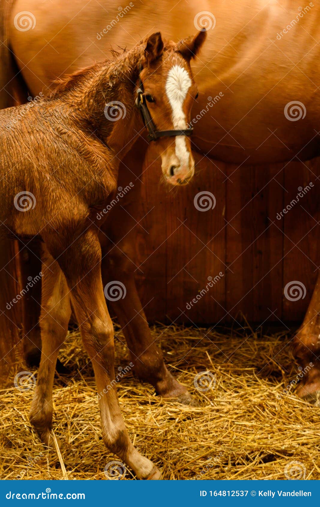 Foal Looks Back at Camera stock image. Image of mother - 164812537