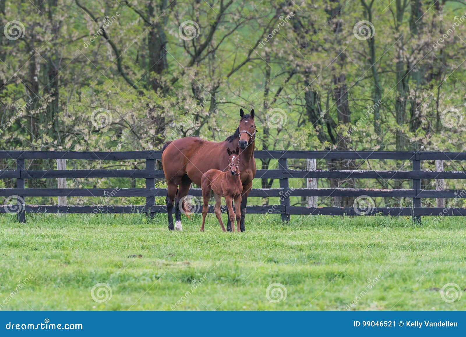 Foal and Mare Stand in Paddock in Early Spring Stock Image - Image of ...