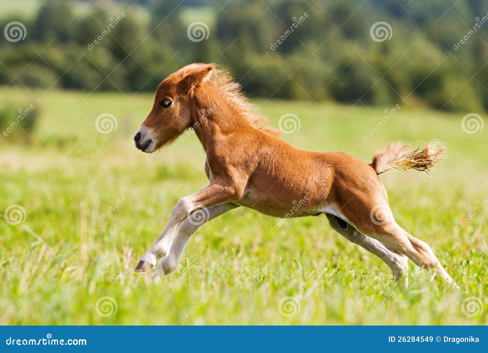 Mini Horse Foal