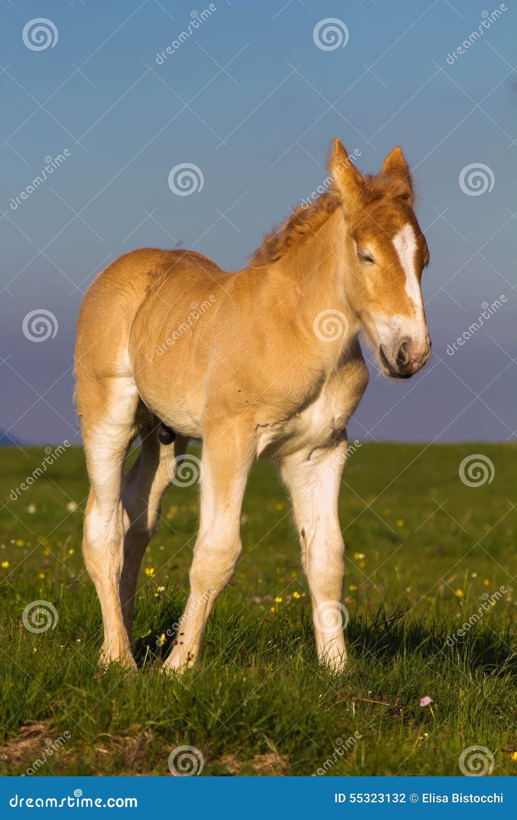 Foal mini horse Falabella stock photo. Image of animal - 55323132