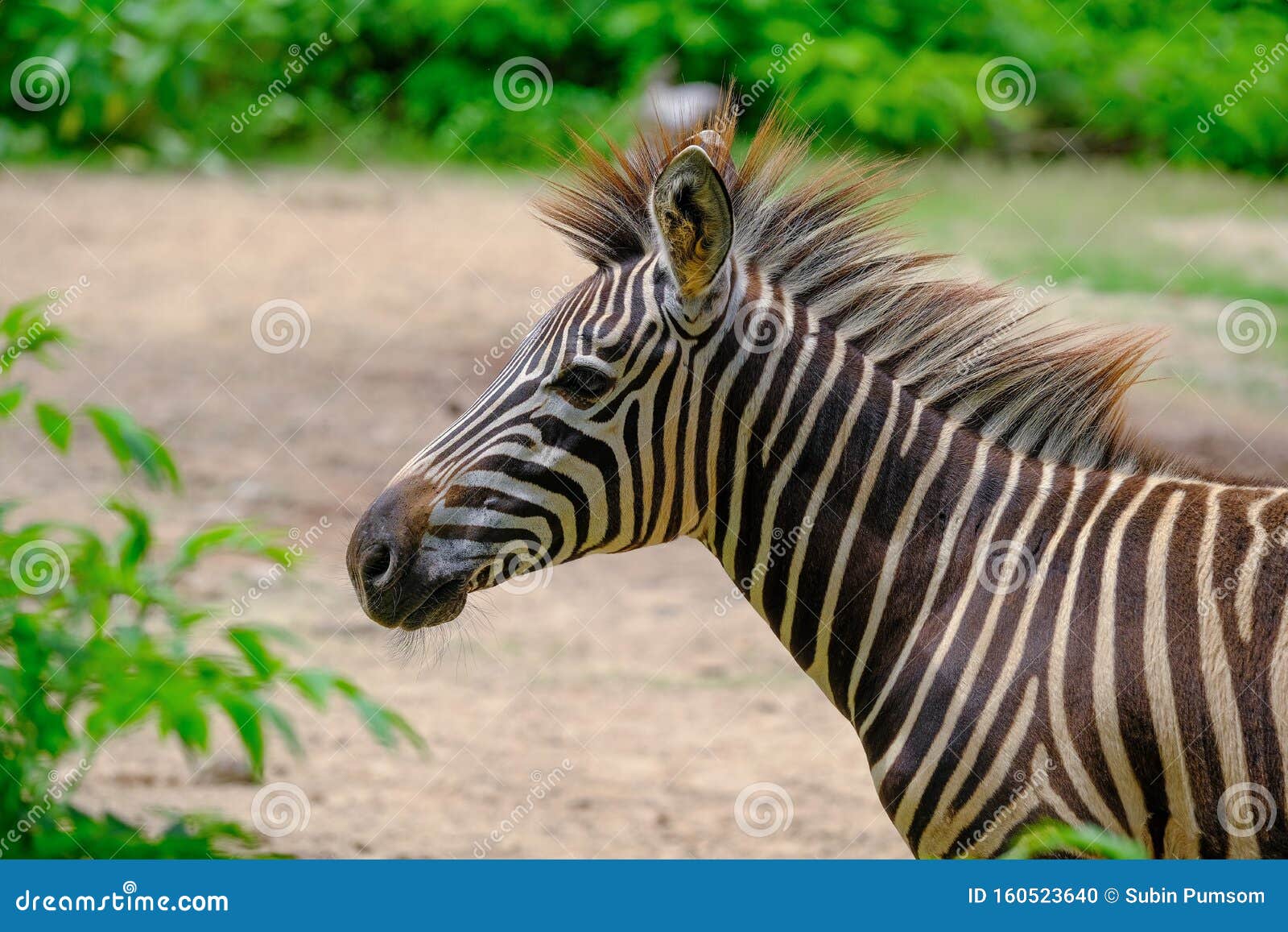 A Foal Mother Plains Zebra Walking through Long Green Grass Stock Photo ...