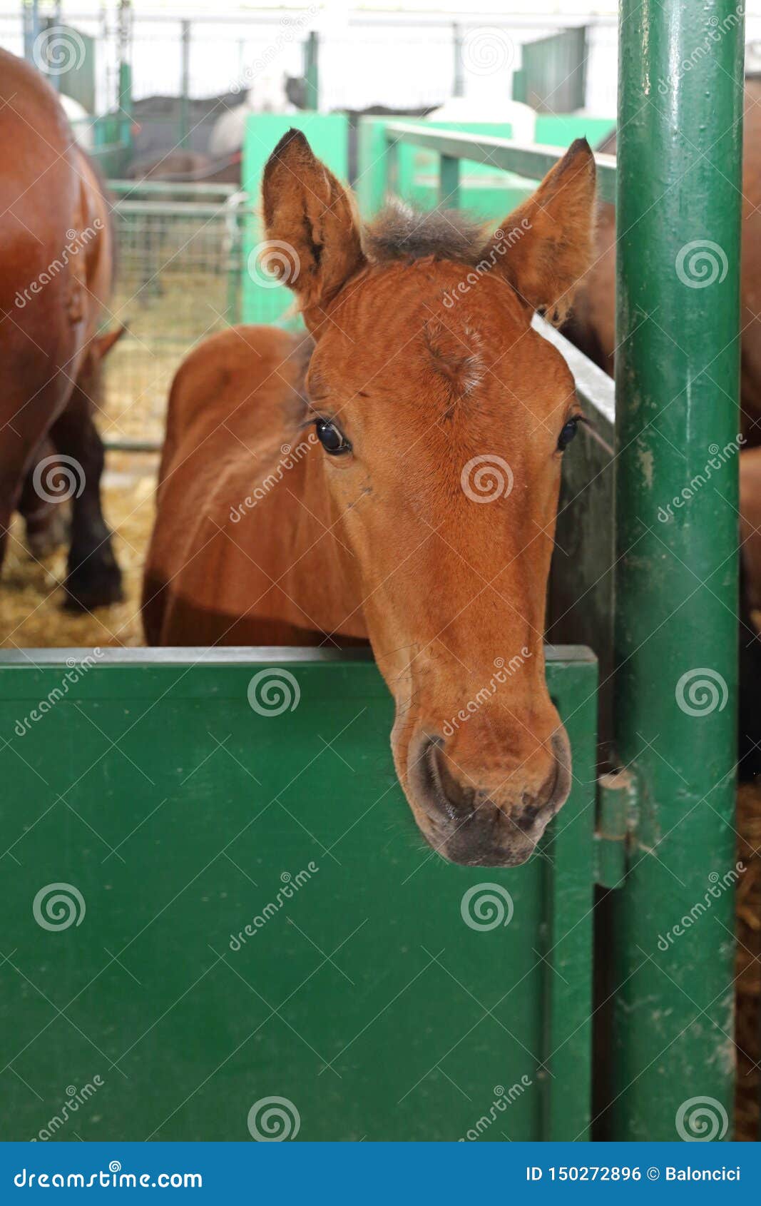 Foal stock photo. Image of stables, livestock, stable - 150272896