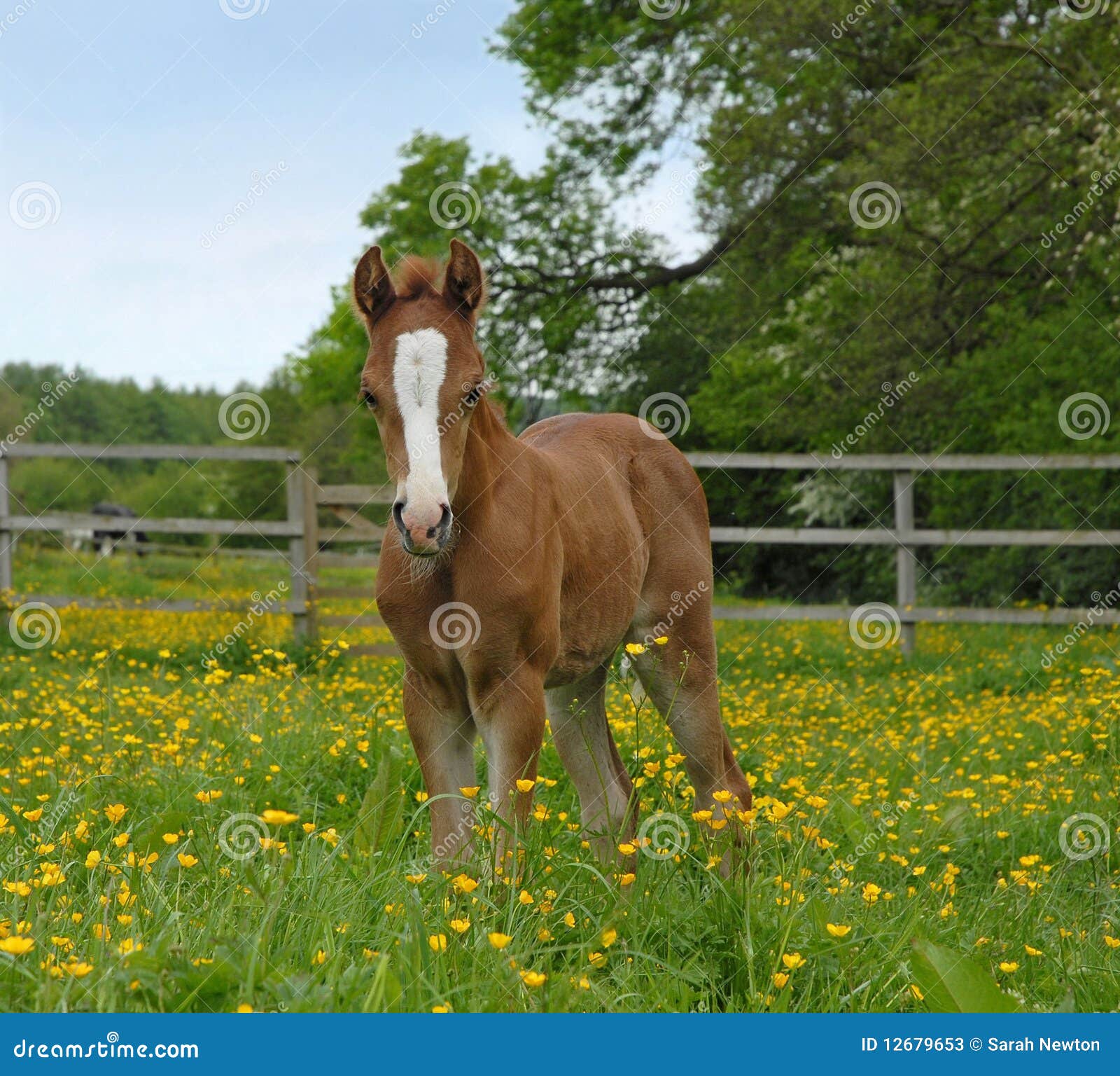 Foal in a paddock stock image. Image of buttercups, horse - 12679653