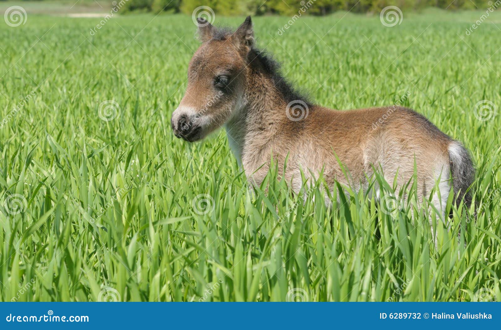 Foal pony stock photo. Image of grass, green, beauty, outdoors - 6289732