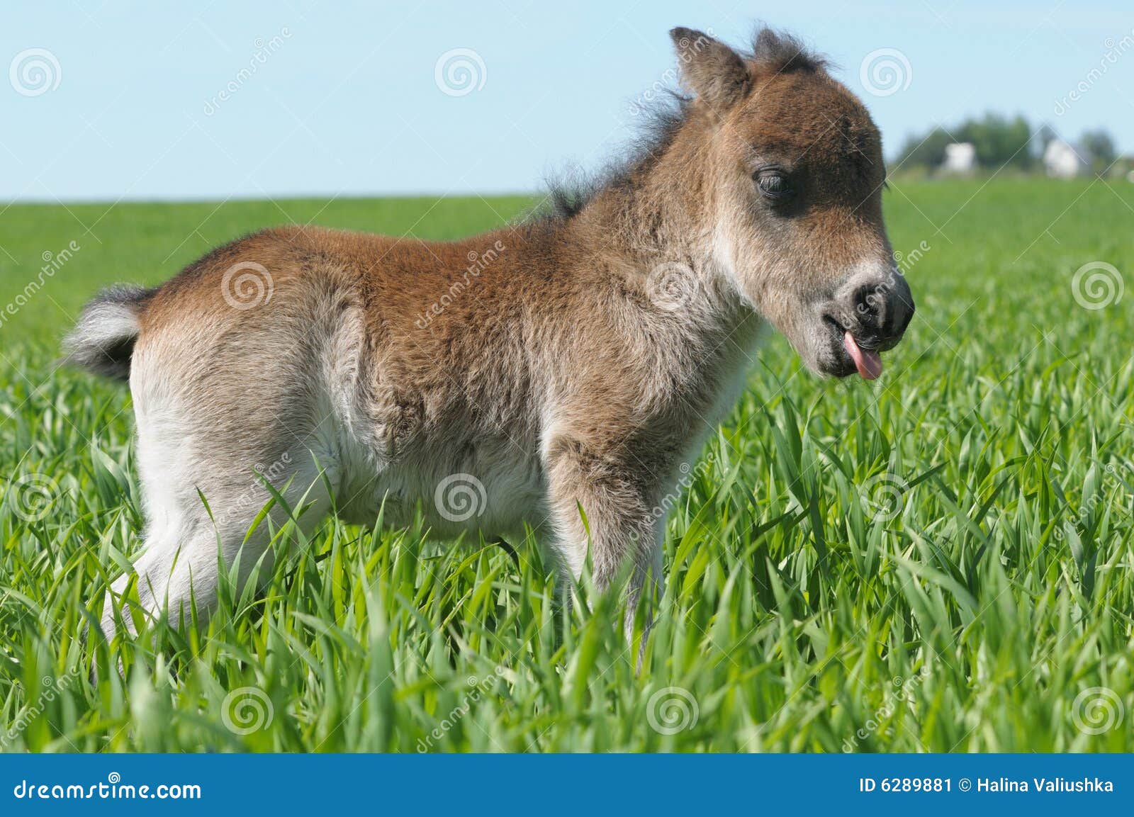 Foal pony stock image. Image of newborn, pony, grass, green - 6289881