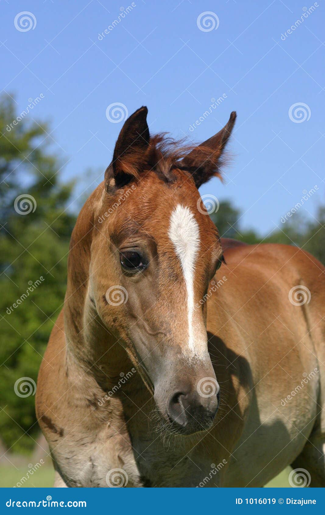 Foal Portrait stock image. Image of colt, watchful, forelock - 1016019