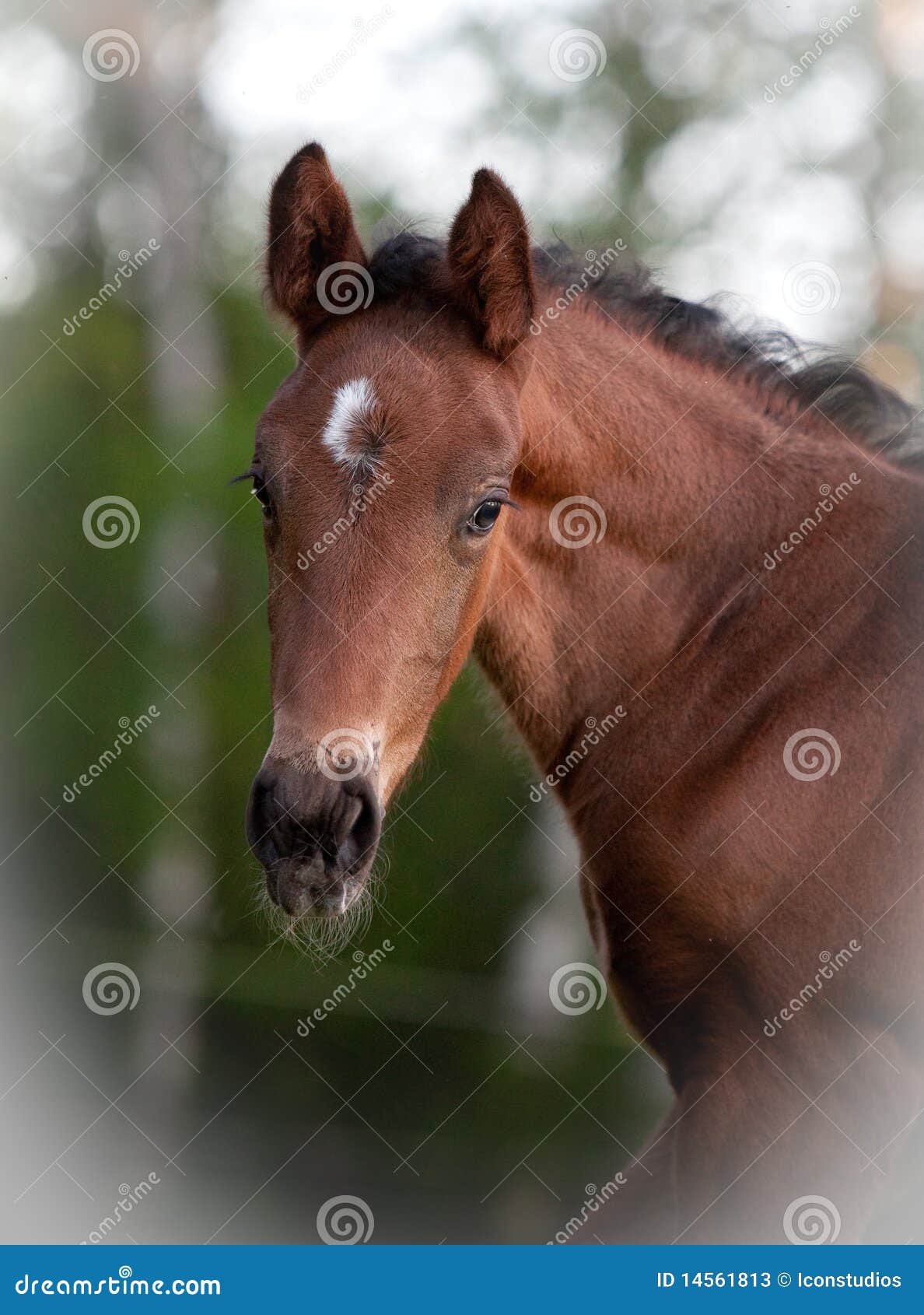 Foal portrait stock image. Image of paddock, star, colt - 14561813