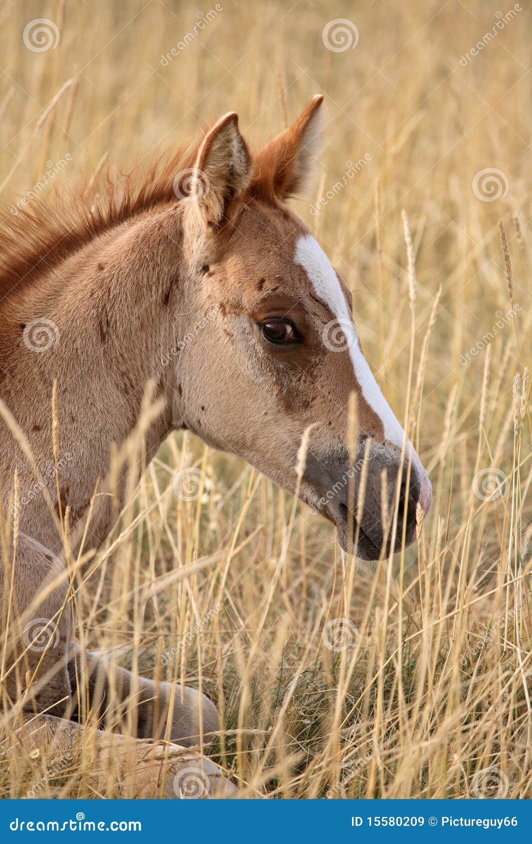 Foal resting stock image. Image of foal, scene, horse - 15580209
