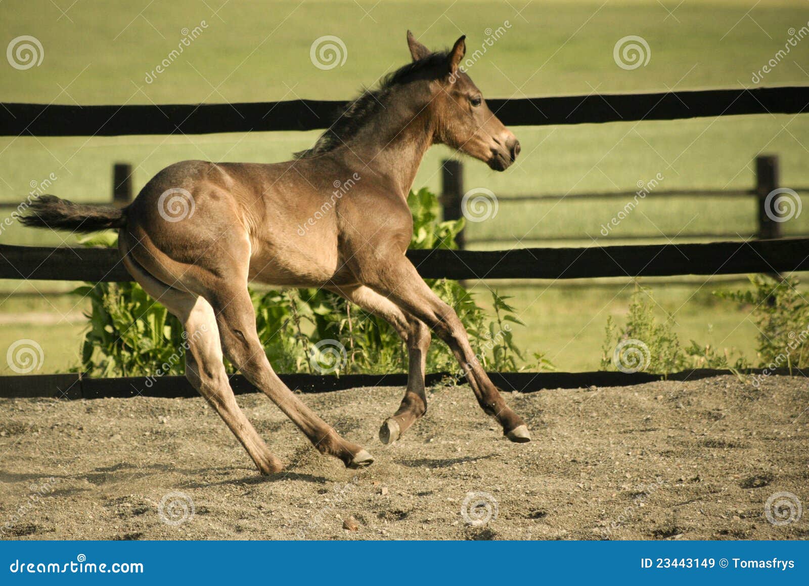 Foal run stock image. Image of foal, hair, farm, young - 23443149