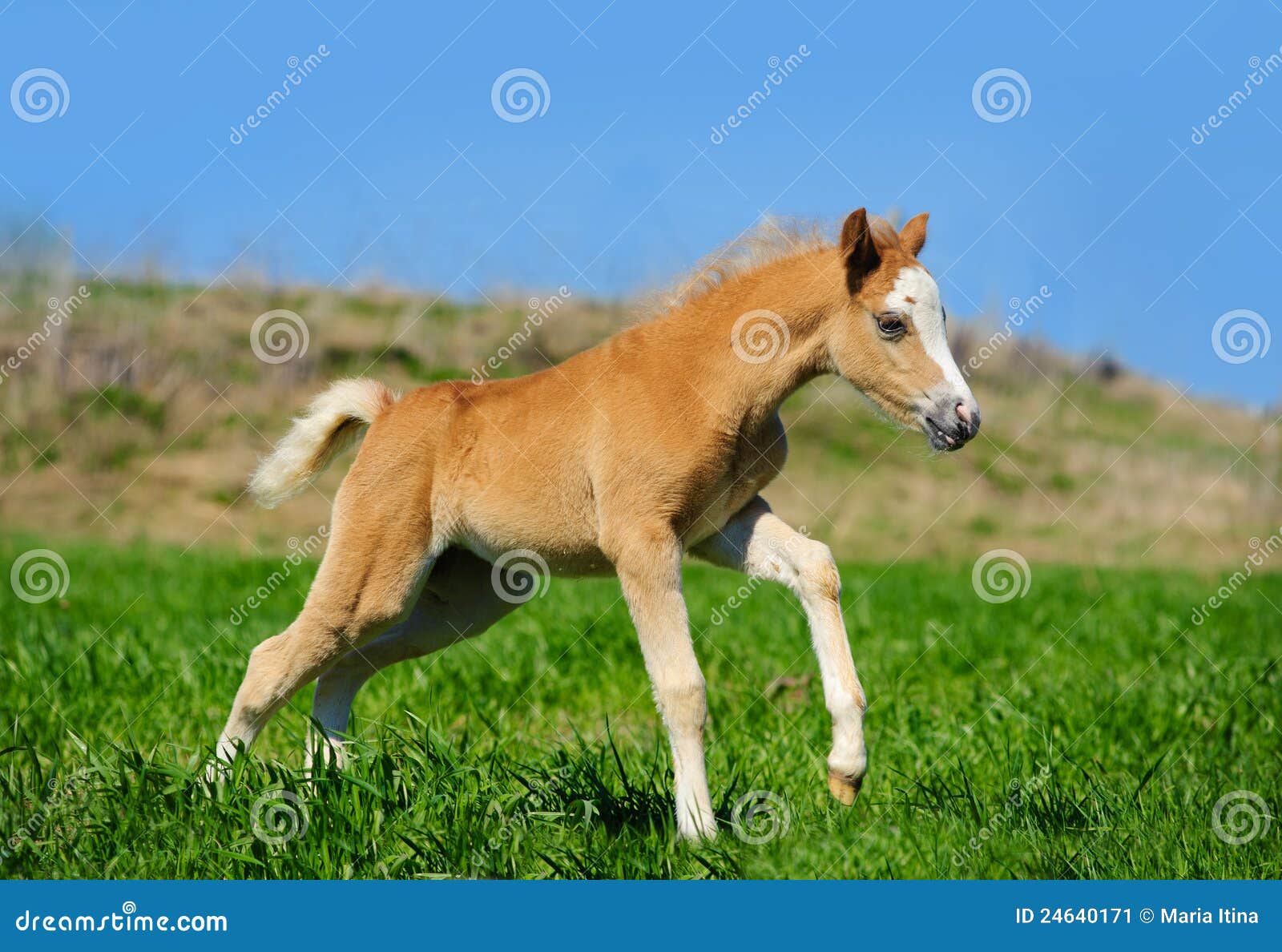 Foal run stock image. Image of colt, fast, purebred, chestnut - 24640171