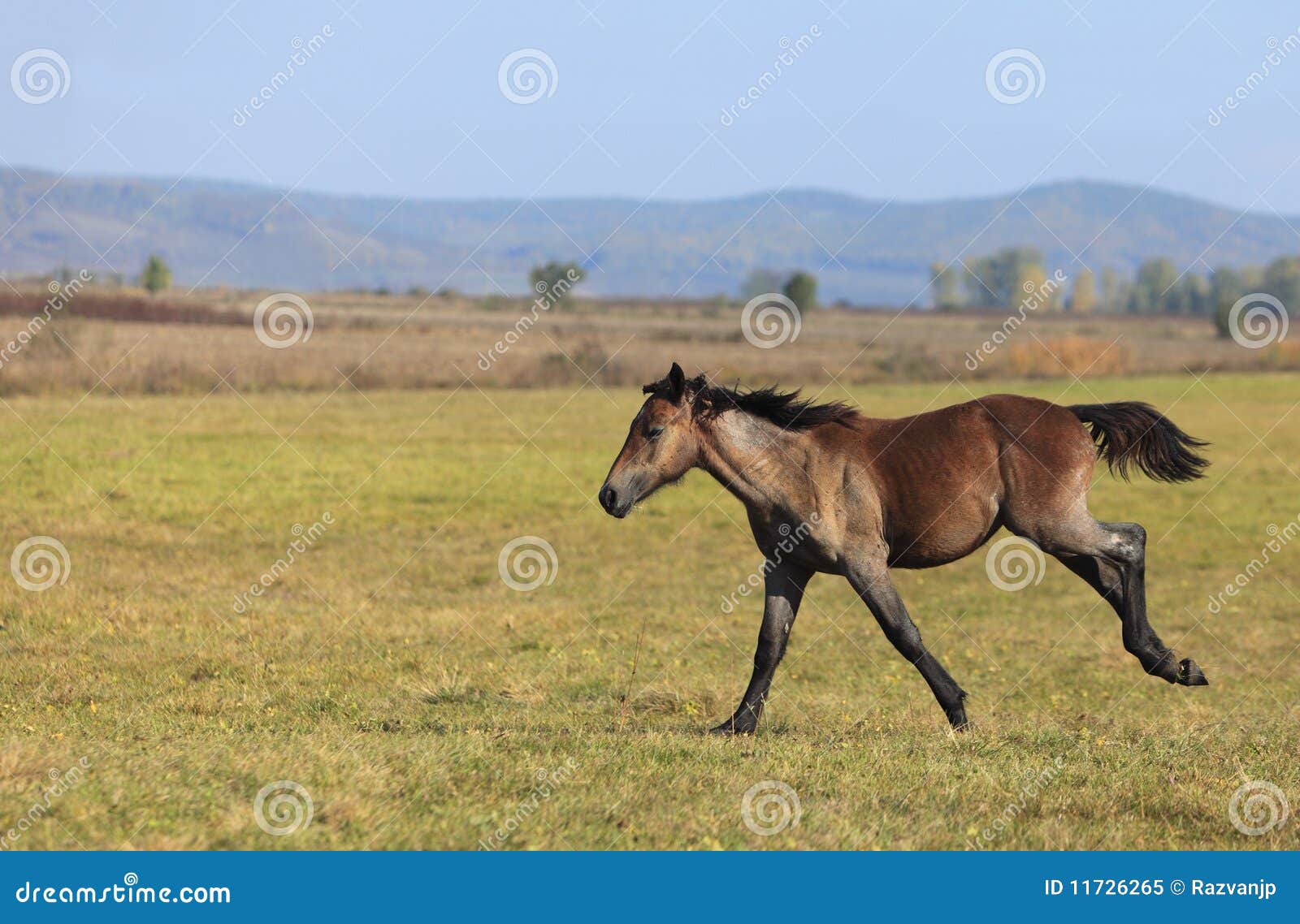 Foal running stock image. Image of trot, loose, active - 11726265