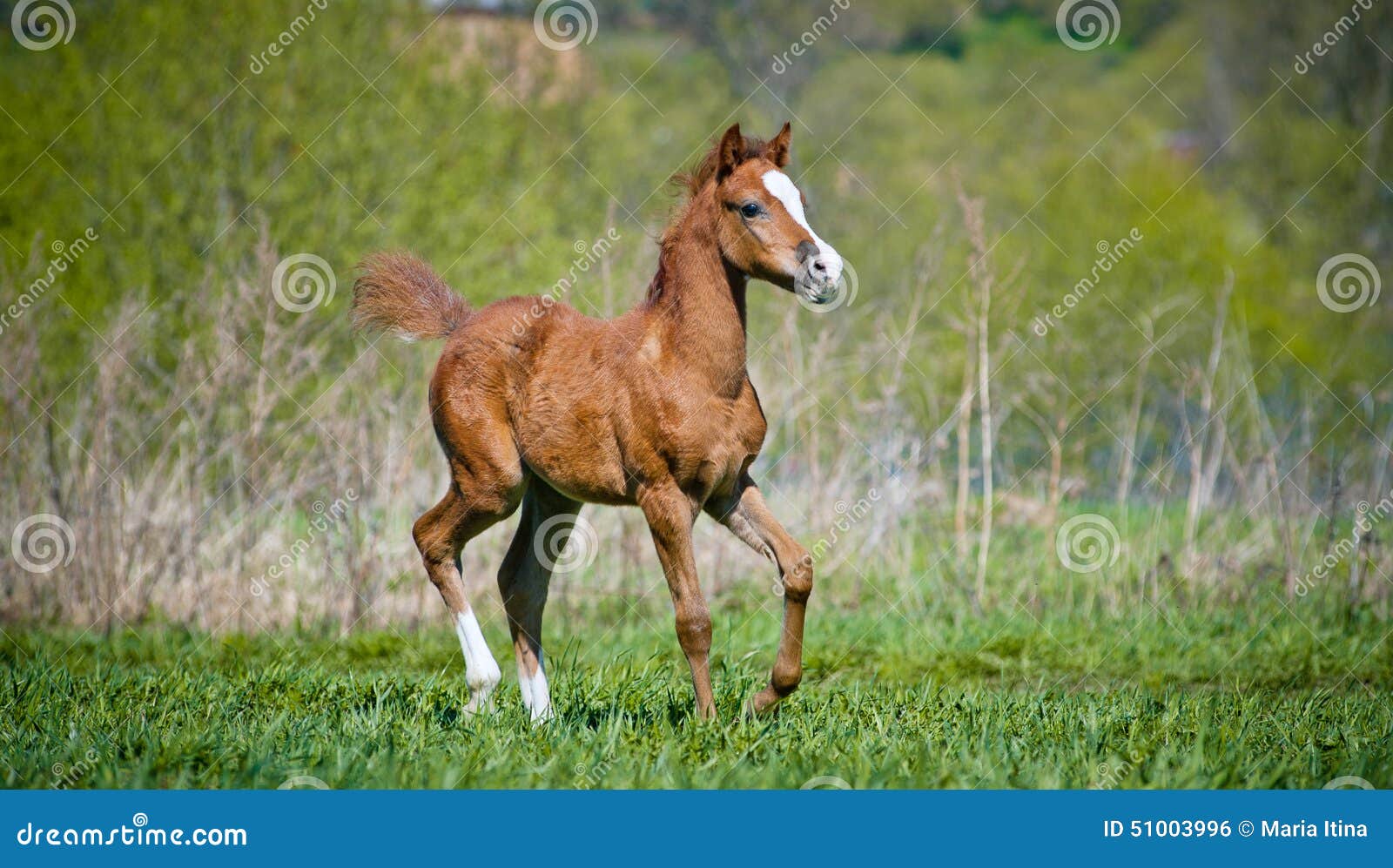 Foal running stock photo. Image of field, gallop, filly - 51003996