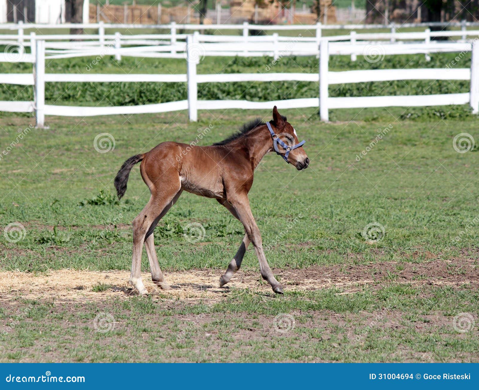 Foal running farm scene stock photo. Image of horse, equine - 31004694