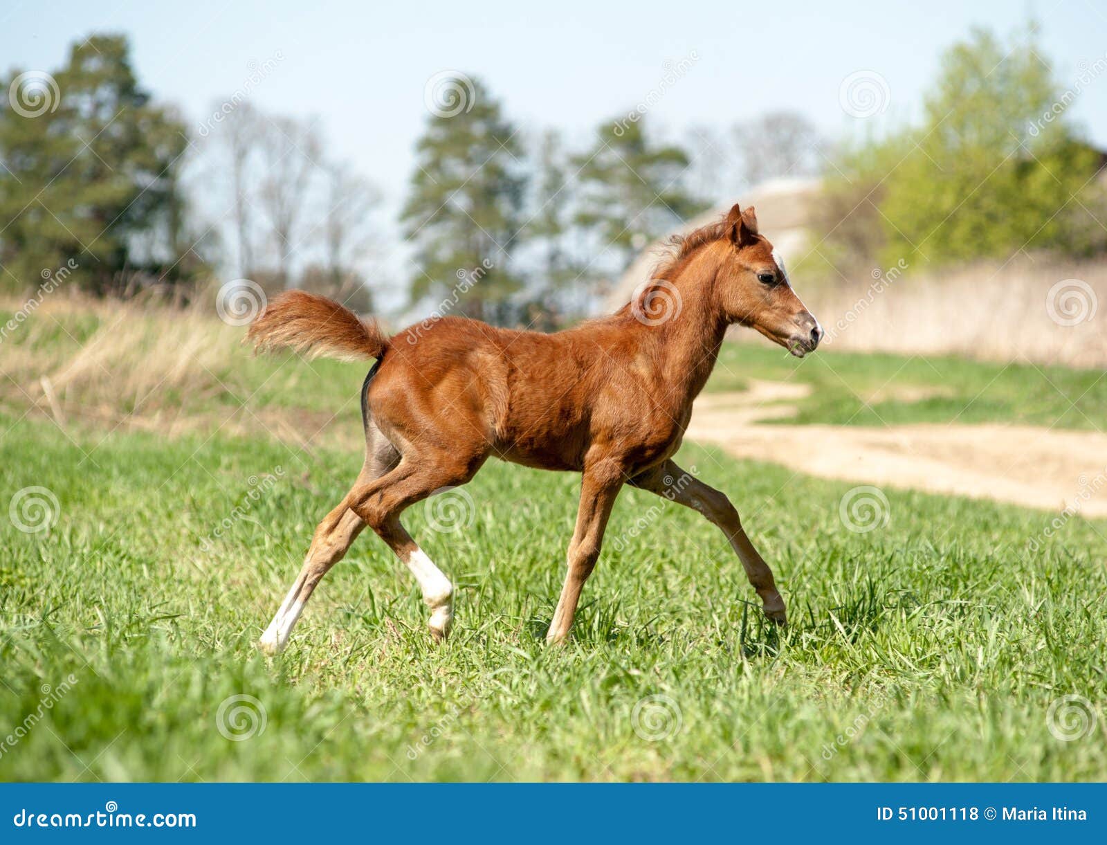 Foal running stock photo. Image of arabian, female, forward - 51001118
