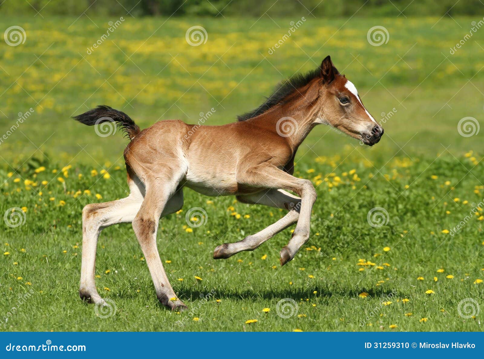 Foal running stock photo. Image of foal, spring, calf - 31259310