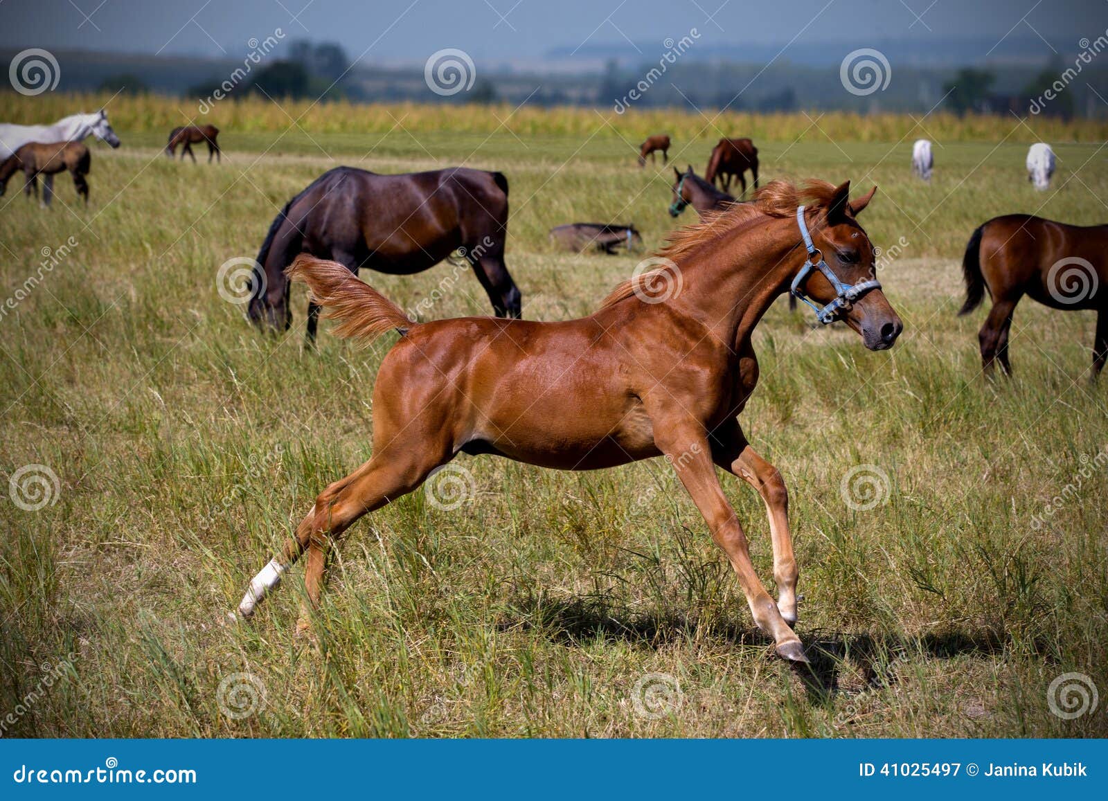Foal running stock image. Image of horse, front, orange - 41025497