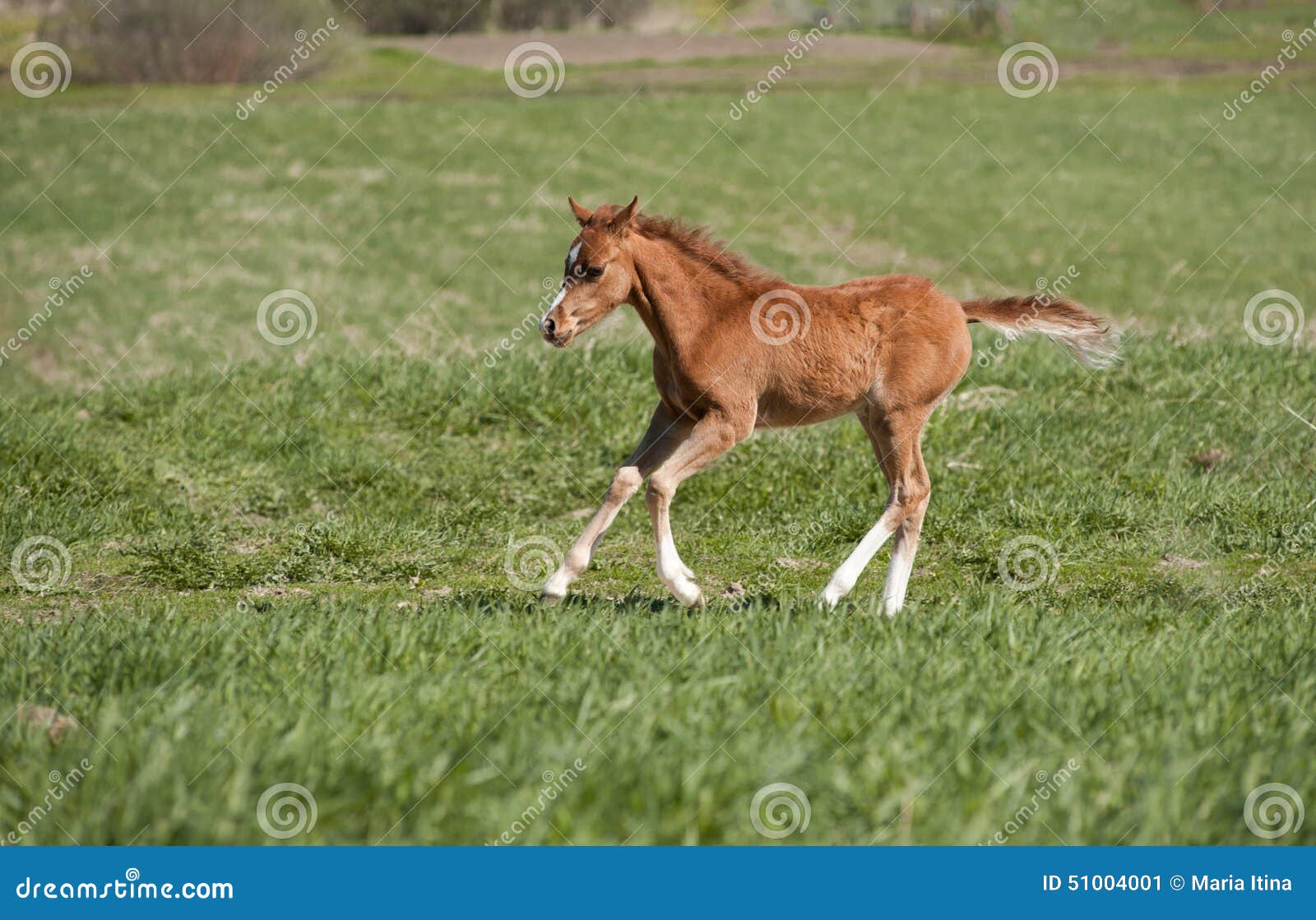 Foal running stock image. Image of horse, power, arabian - 51004001