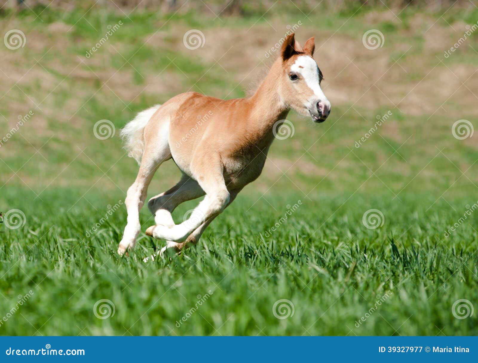 Foal runs stock image. Image of mane, brown, freedom - 39327977
