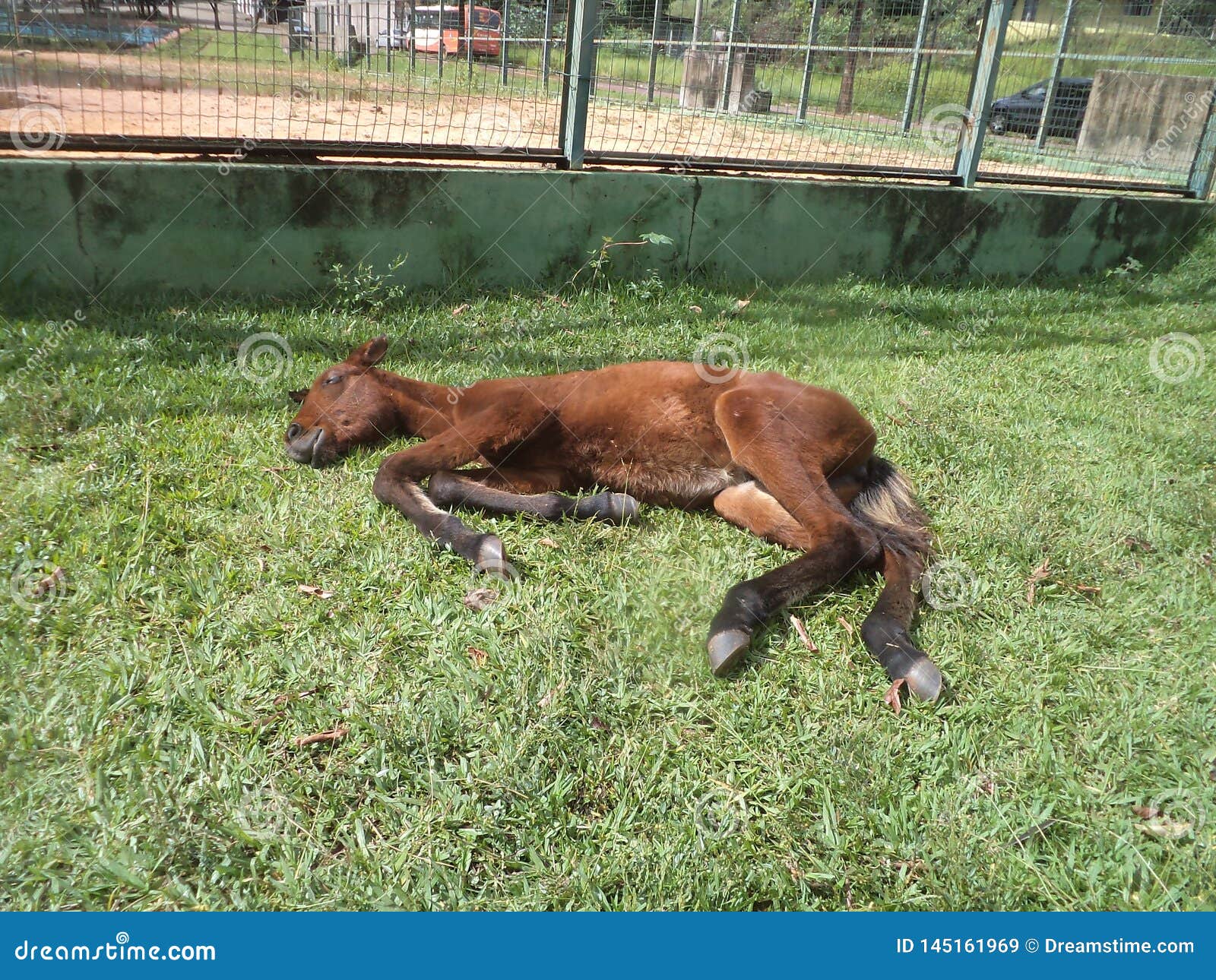 Dehydrated Tired Horse Photos - Free & Royalty-Free Stock Photos from ...