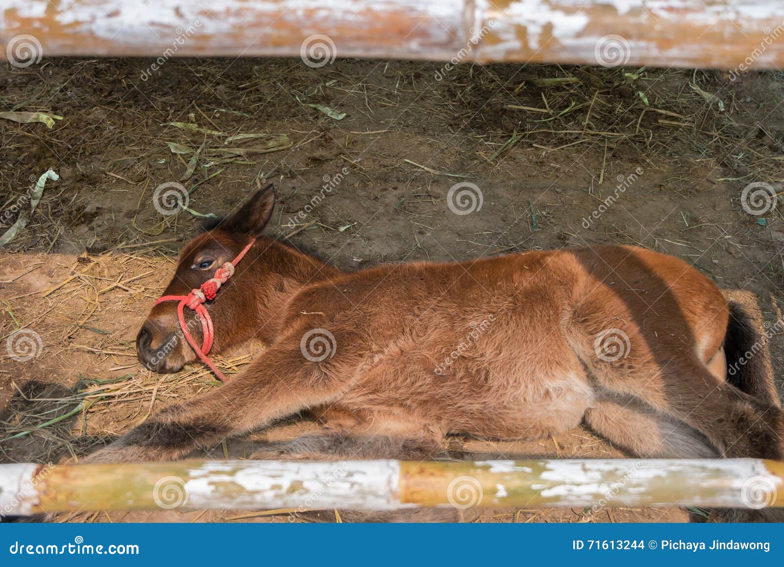 A foal in the stable stock photo. Image of sleep, farm - 71613244