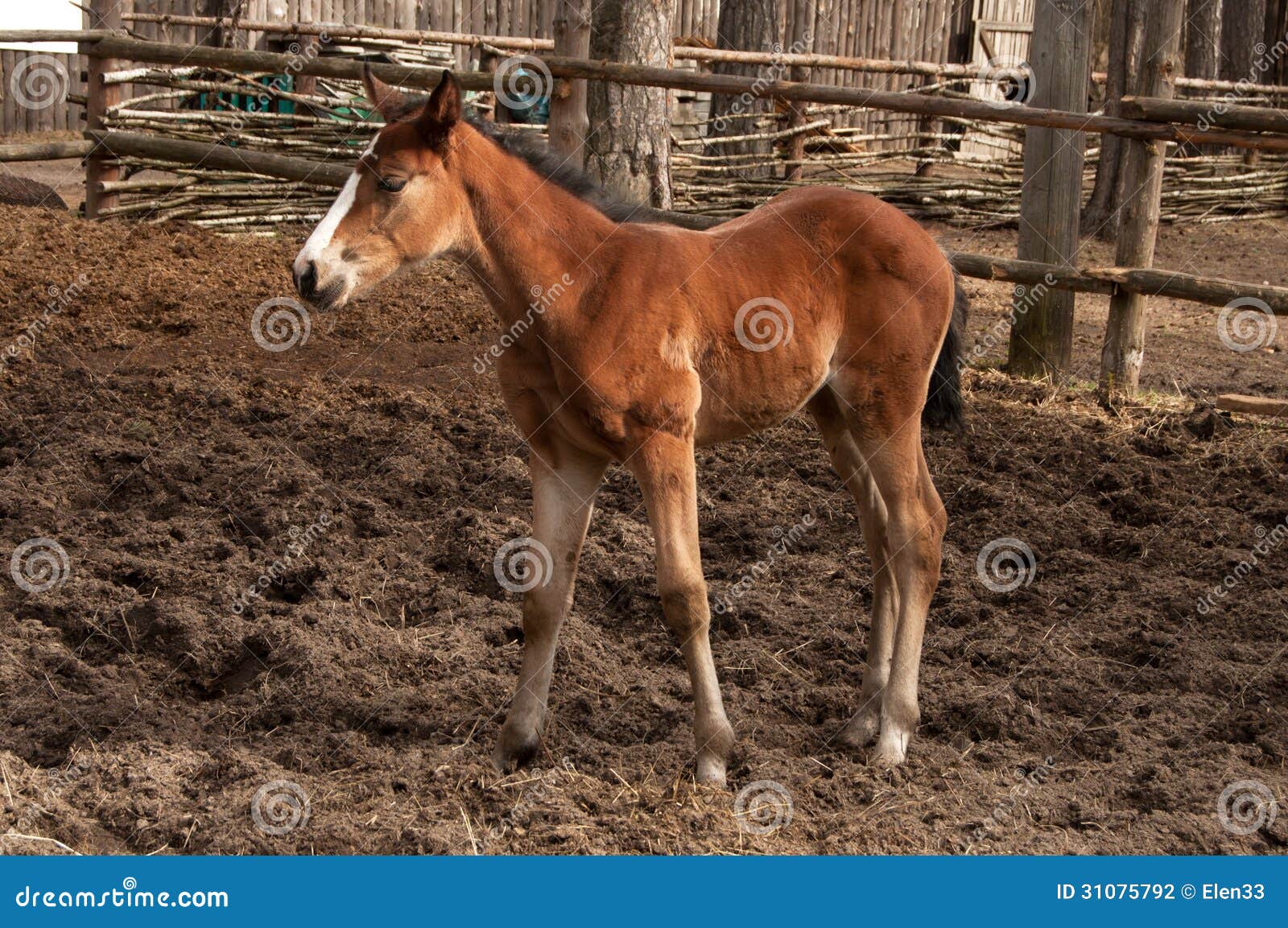 Foal stock photo. Image of brown, beautiful, mane, field - 31075792