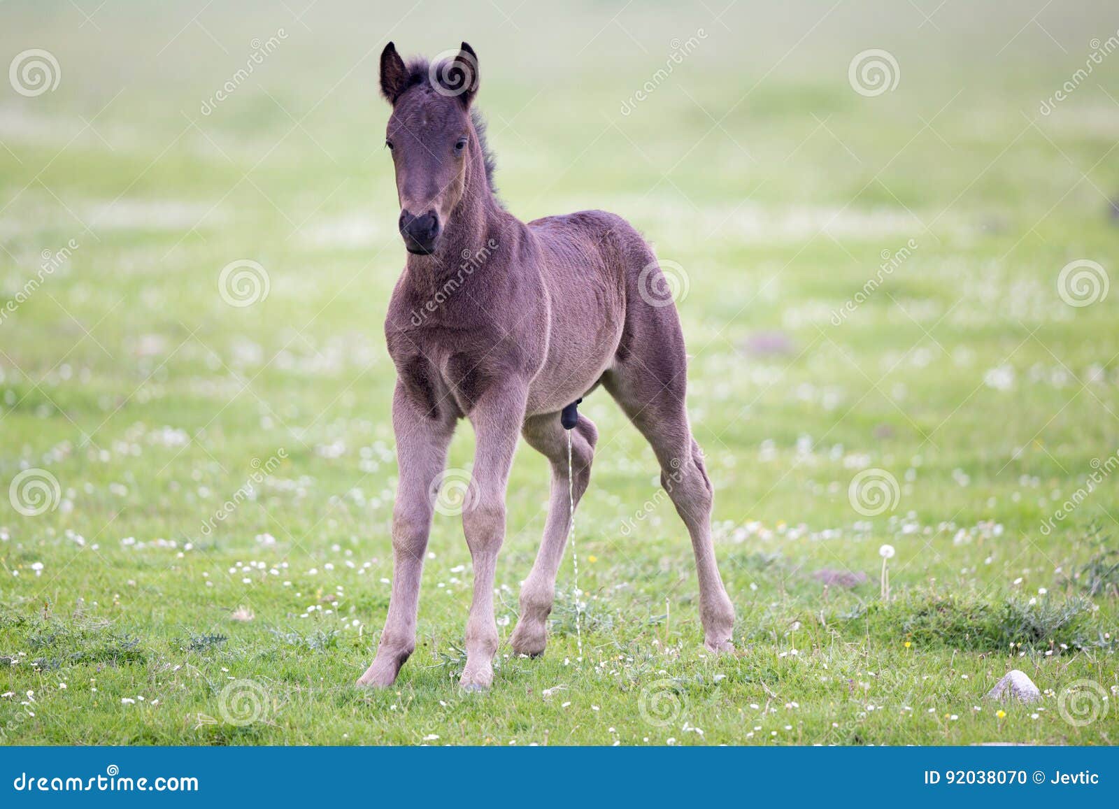 Foal standing on meadow stock photo. Image of nature - 92038070