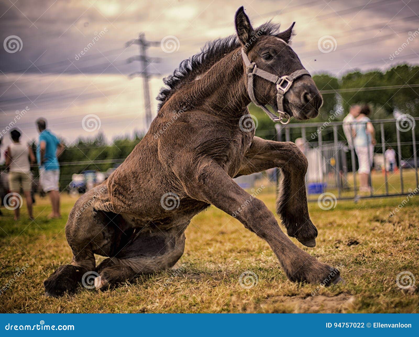 Foal standing up stock photo. Image of little, brown - 94757022