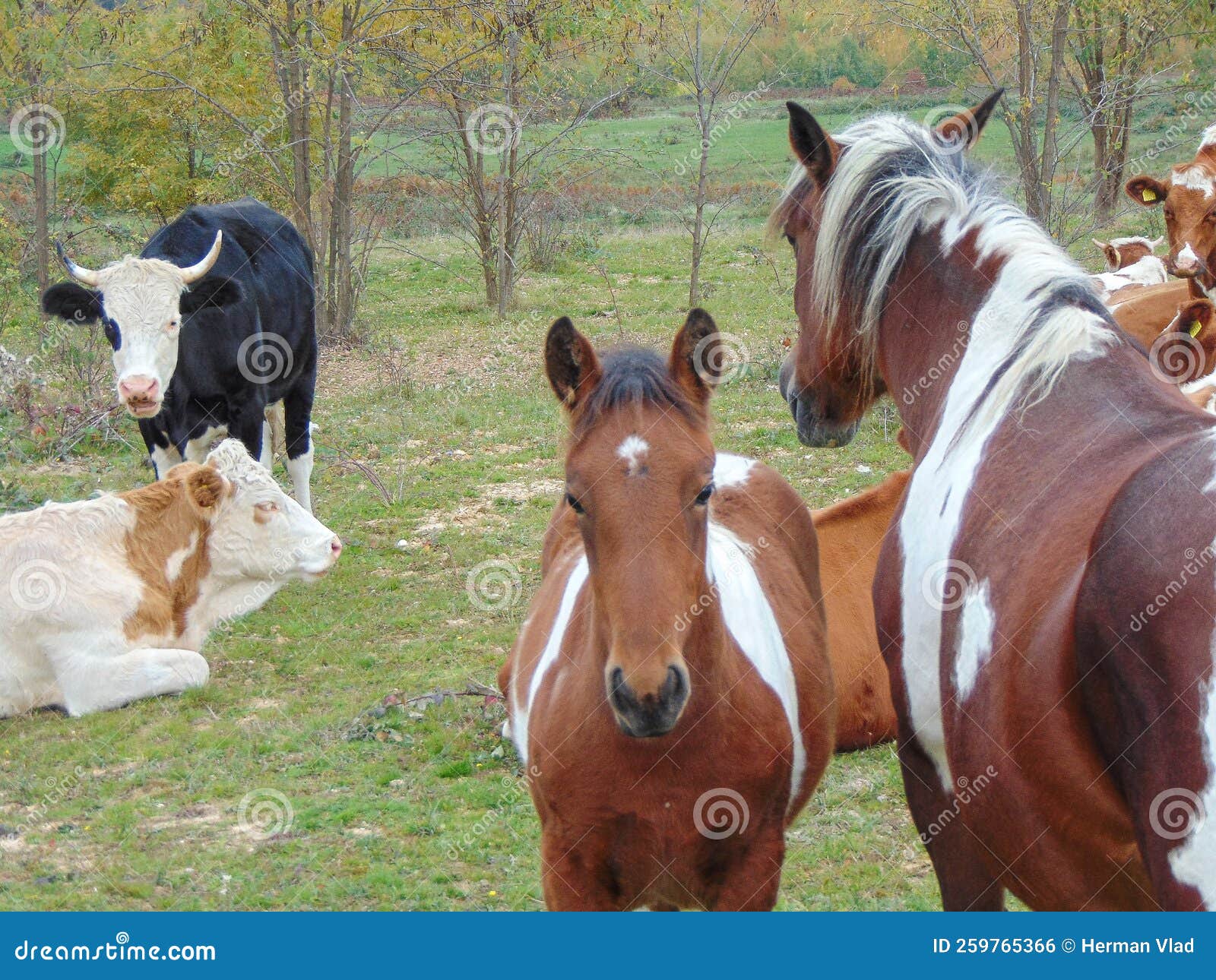 A Foal Together with Its Mother and Some Cows Around Stock Photo ...