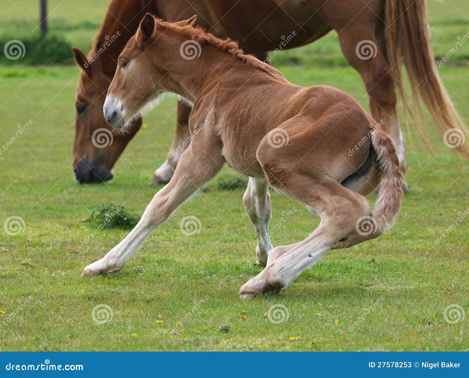 Foal Trying To Stand stock image. Image of foal, mare - 27578253