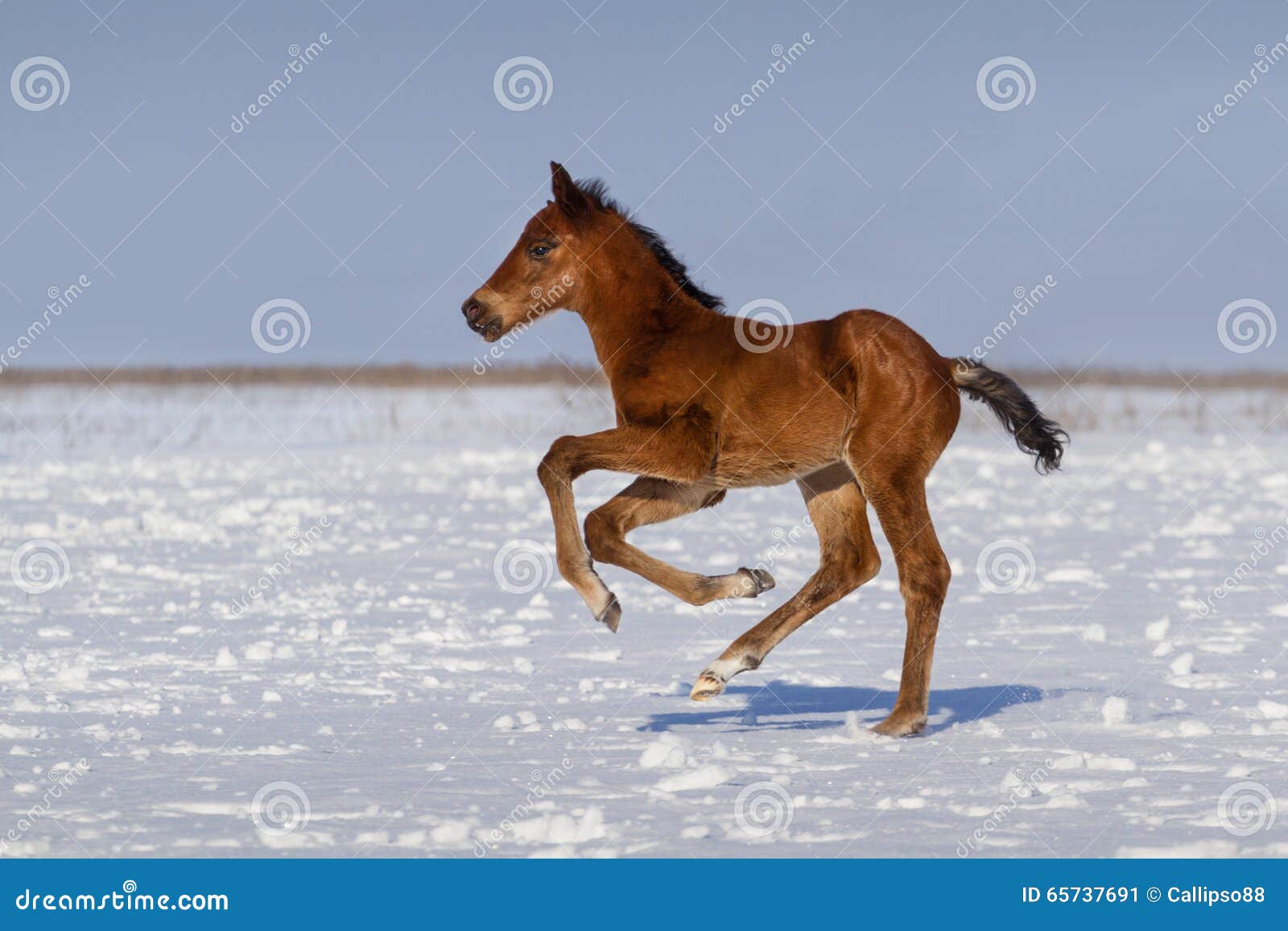 Foal in winter stock image. Image of farm, active, equine - 65737691