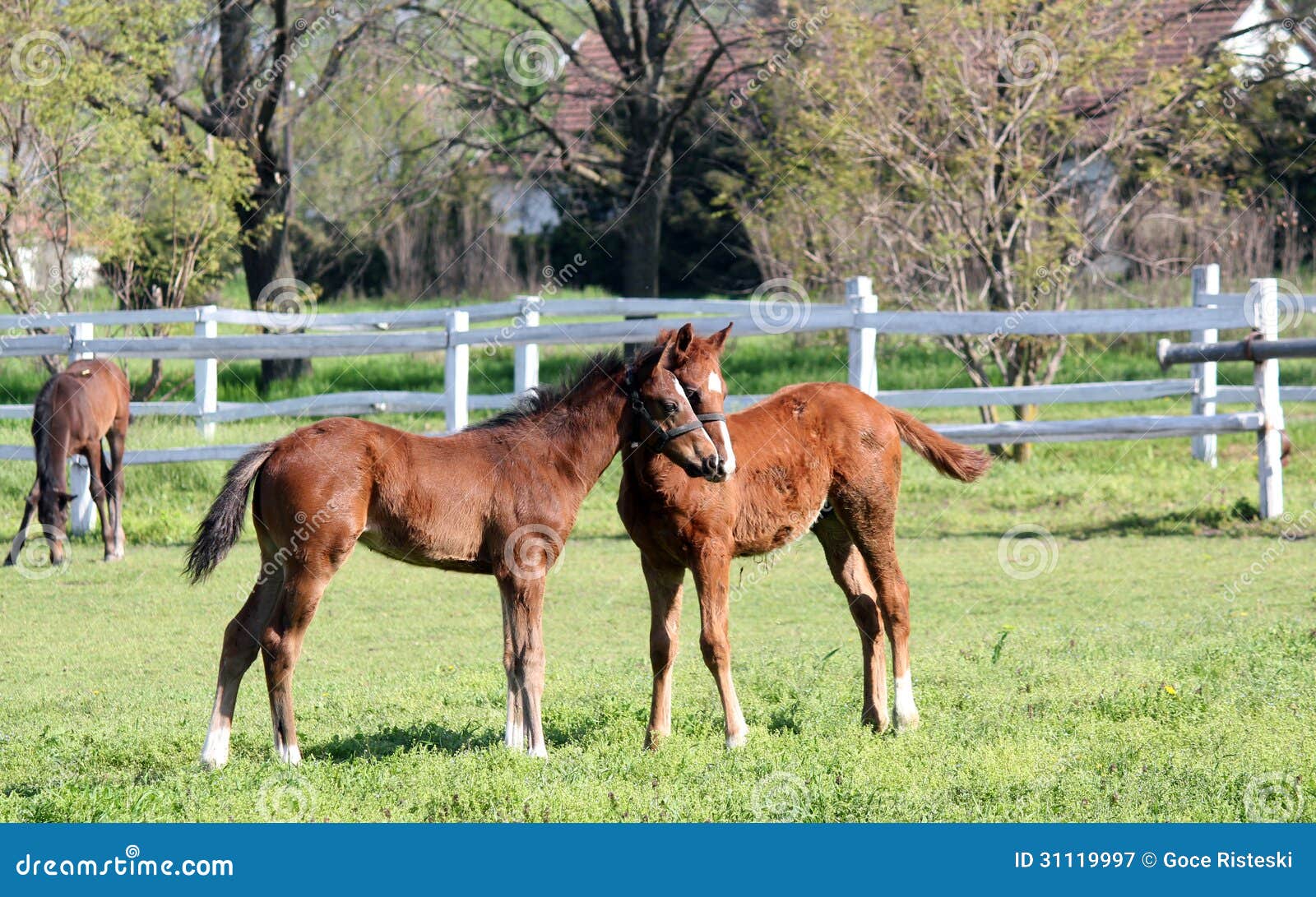 Foals in corral stock image. Image of foal, green, young - 31119997