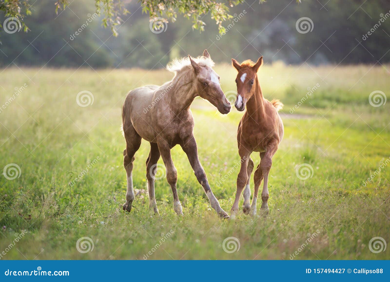 Foals fun run stock image. Image of mammal, beautiful - 157494427