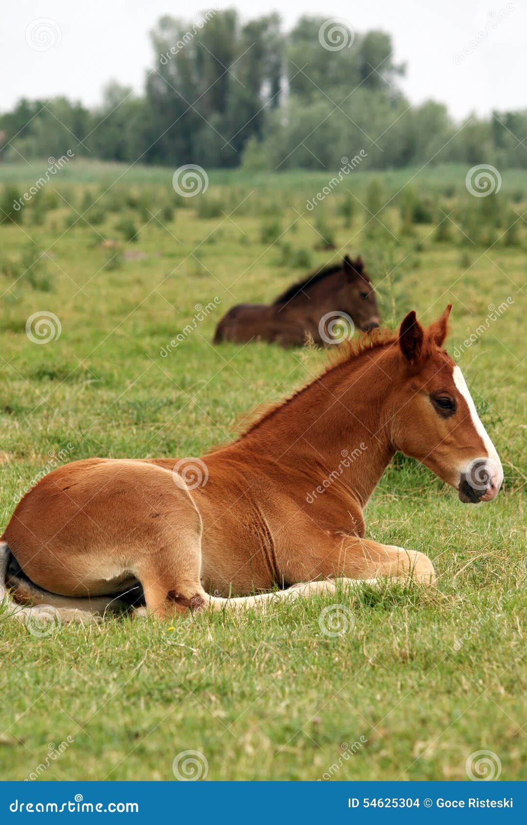 Foals lying on pasture stock photo. Image of meadow, horse - 54625304