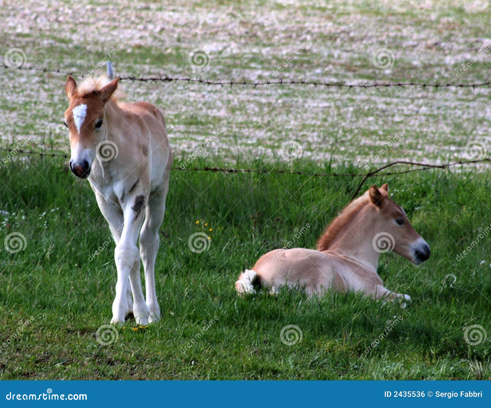 Foals in the pasture stock photo. Image of fence, horse - 2435536