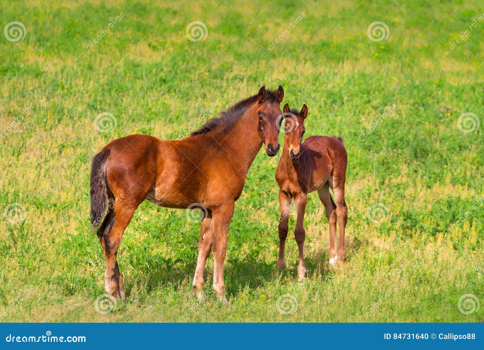 Foals on pasture stock photo. Image of beauty, summer - 84731640