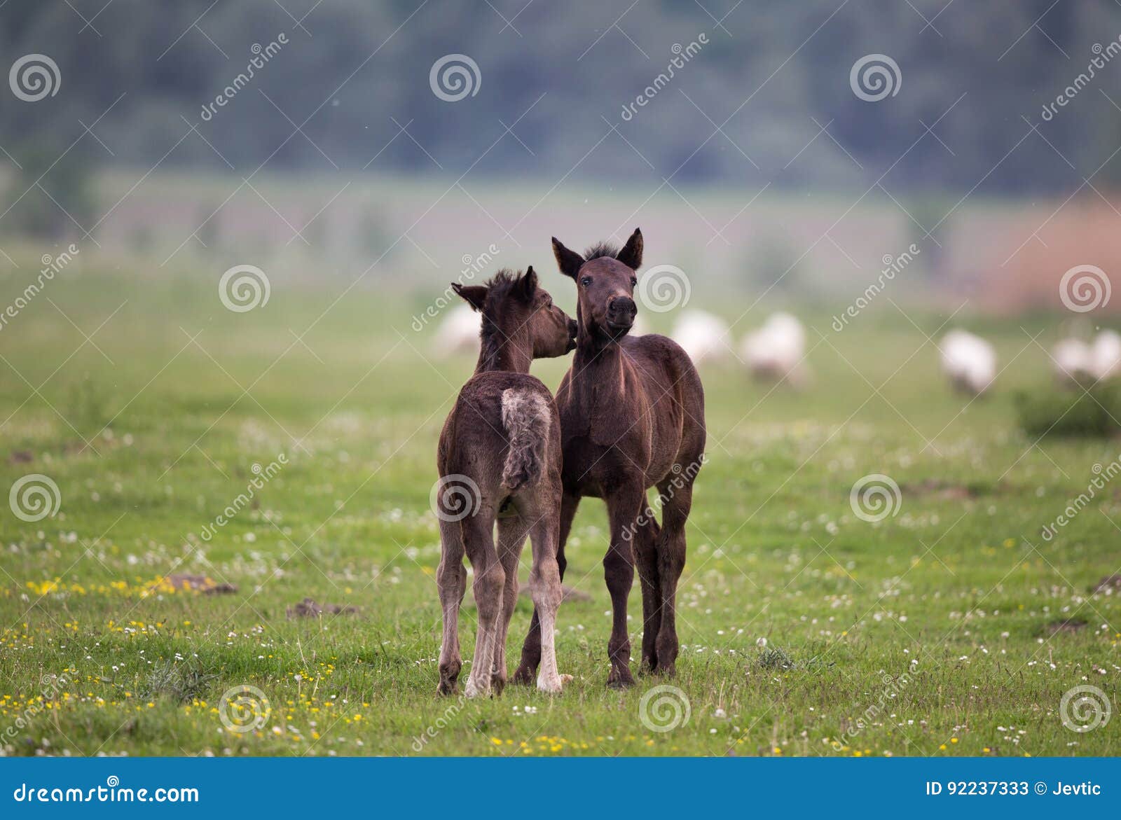 Foals playing on meadow stock image. Image of equine - 92237333