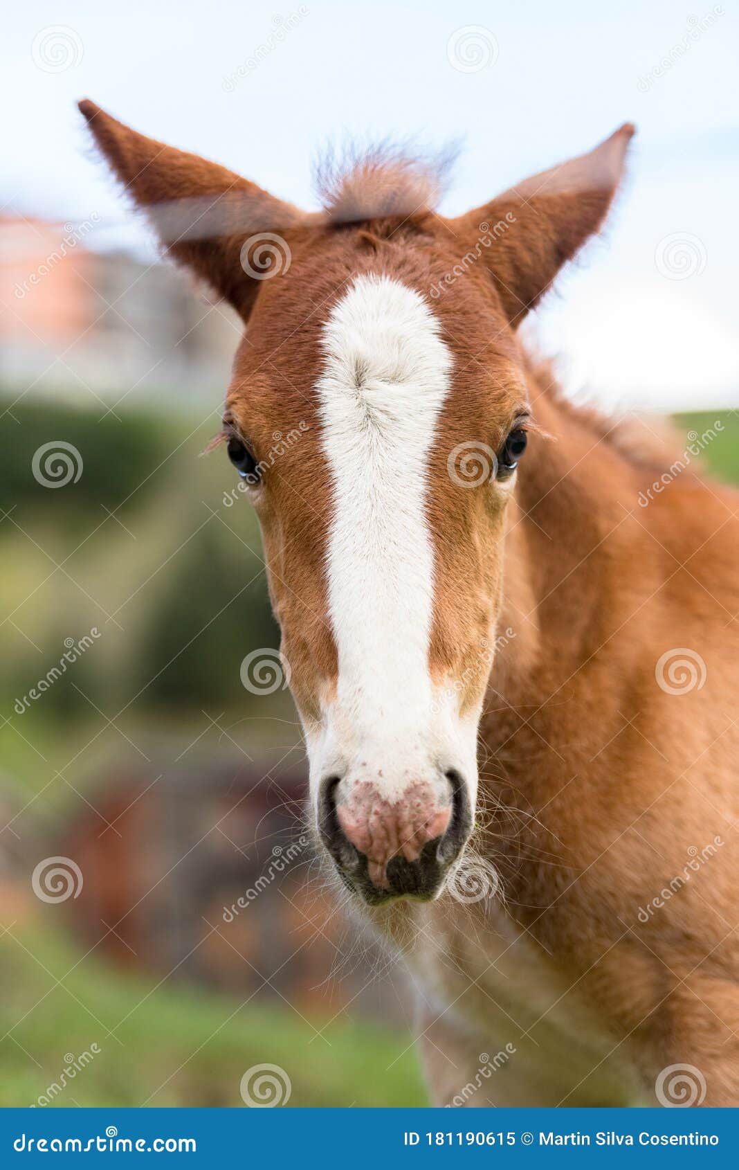 Foals on a summer pasture stock image. Image of little - 181190615