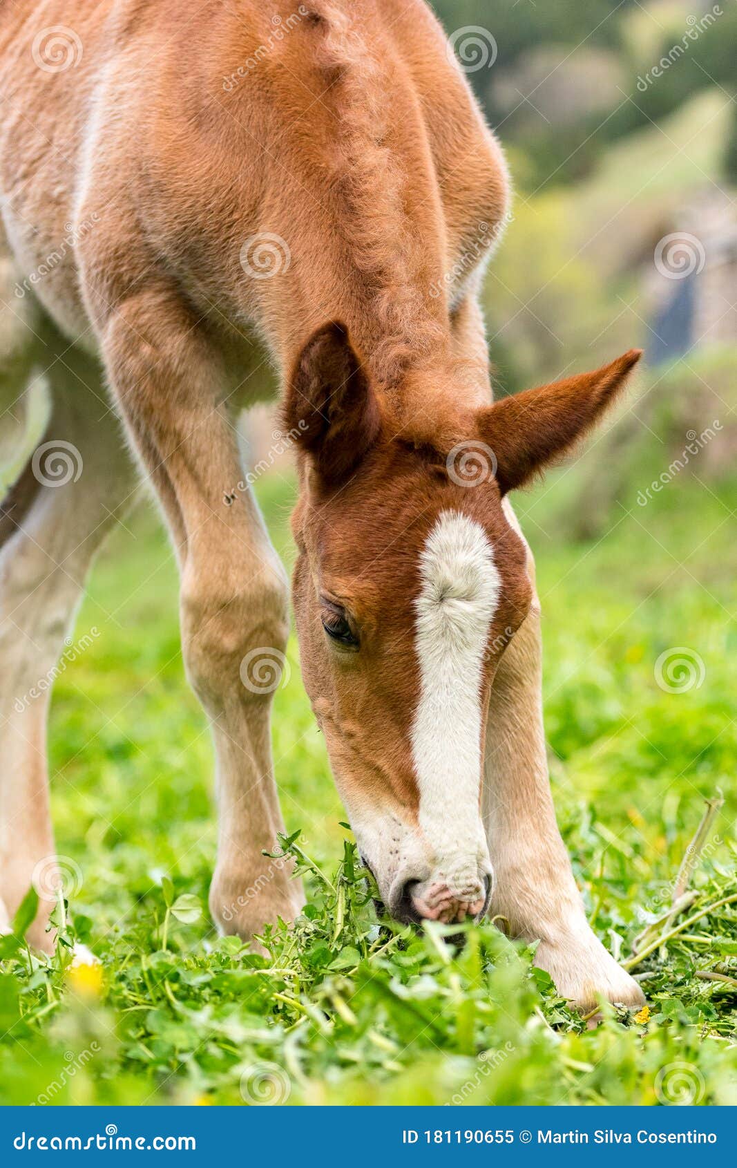 Foals on a summer pasture stock image. Image of field - 181190655