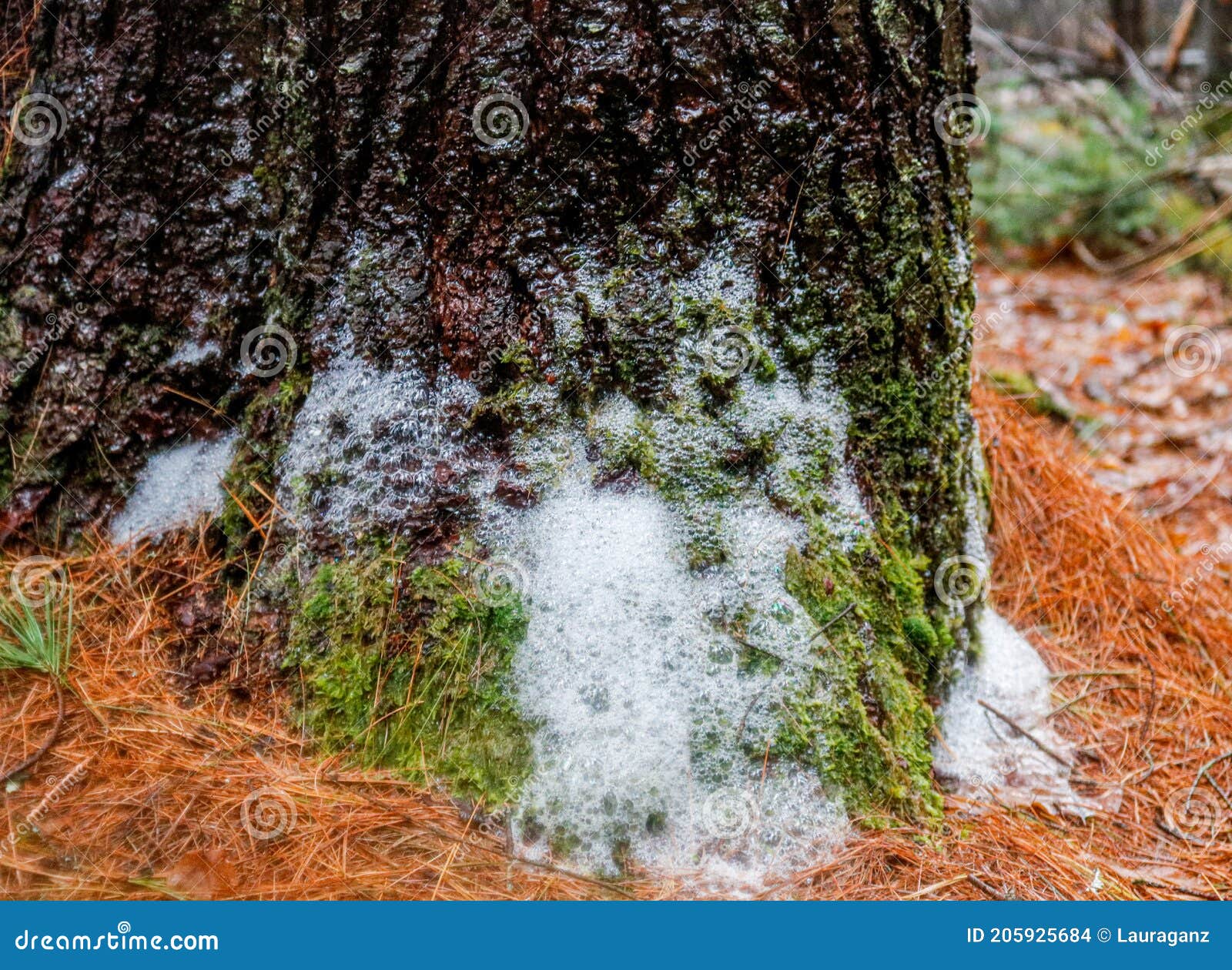 Foam Collecting At The Base Of An Eastern White Pine Tree Stock ...