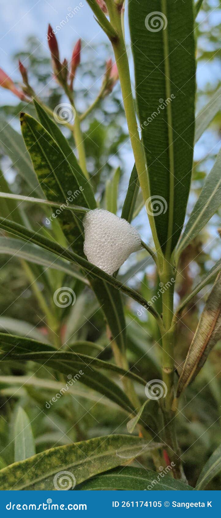 English Animated Alphabet Stock Photos - Free & Royalty-Free Stock ...