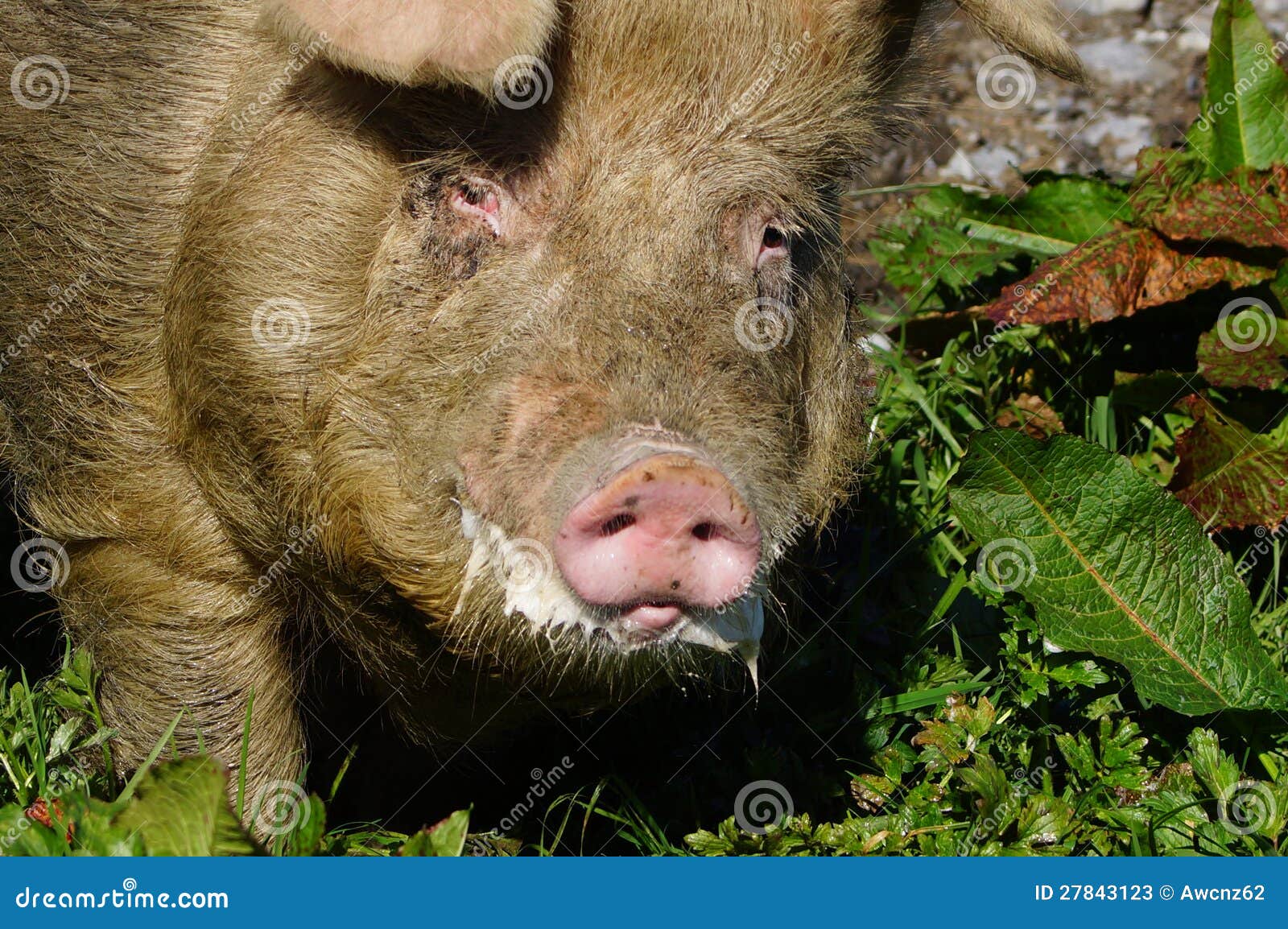 Foaming boar stock image. Image of food, animals, countryside - 27843123