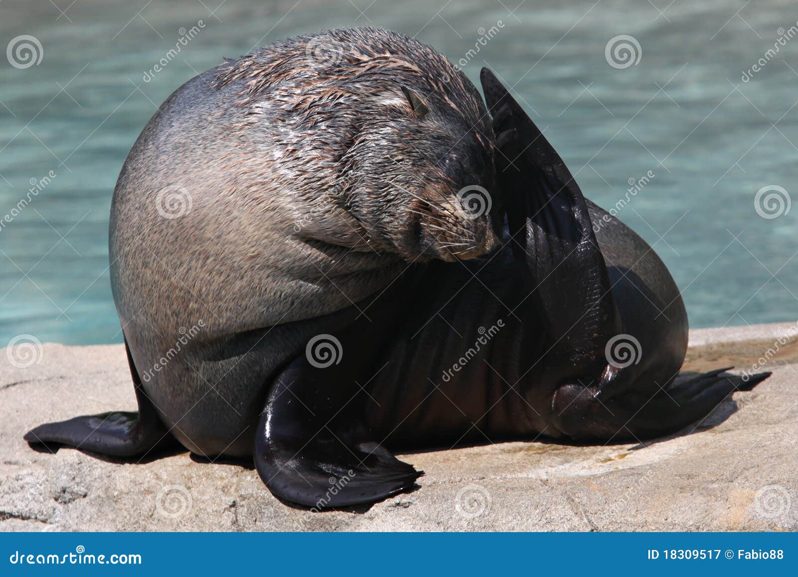 Foca stock image. Image of mustache, grey, park, foca - 18309517