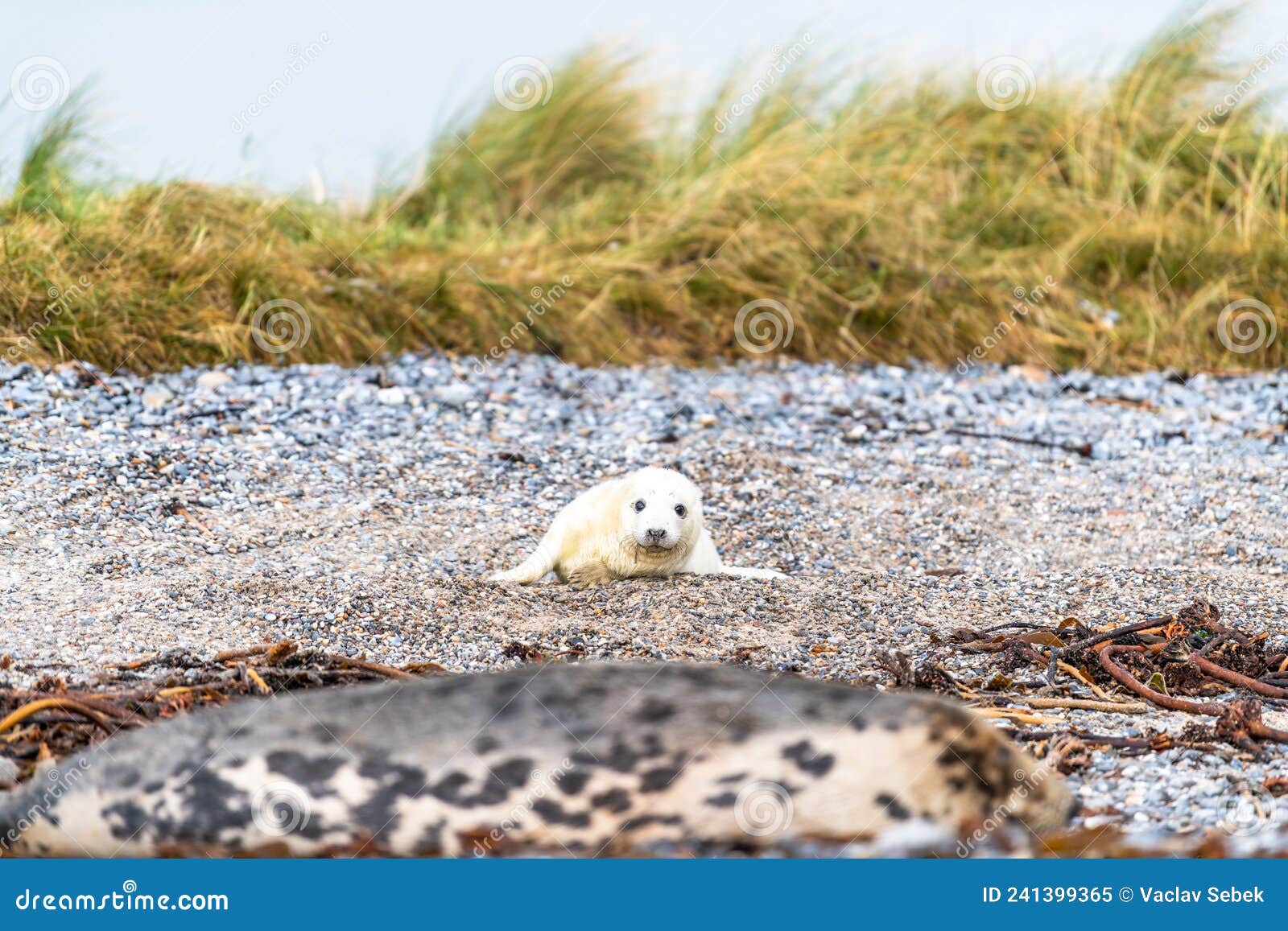 Foca phoca vitulina imagem de stock. Imagem de praia - 241399365