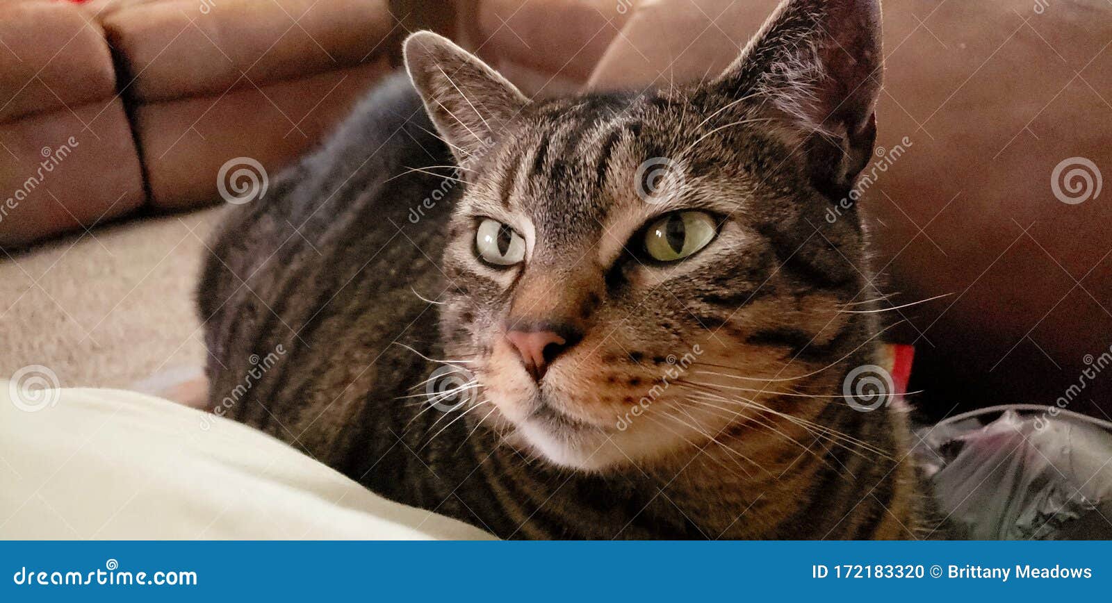 Focal photo of Tomcat stock photo. Image of brown, focal - 172183320