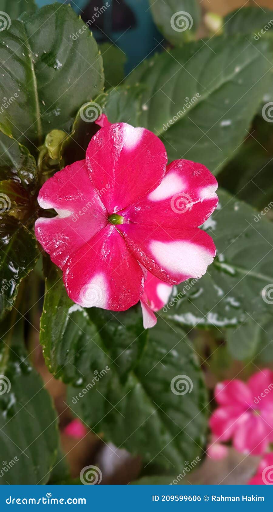 Focal Point of Beautiful Garden Flowers Stock Photo - Image of point ...