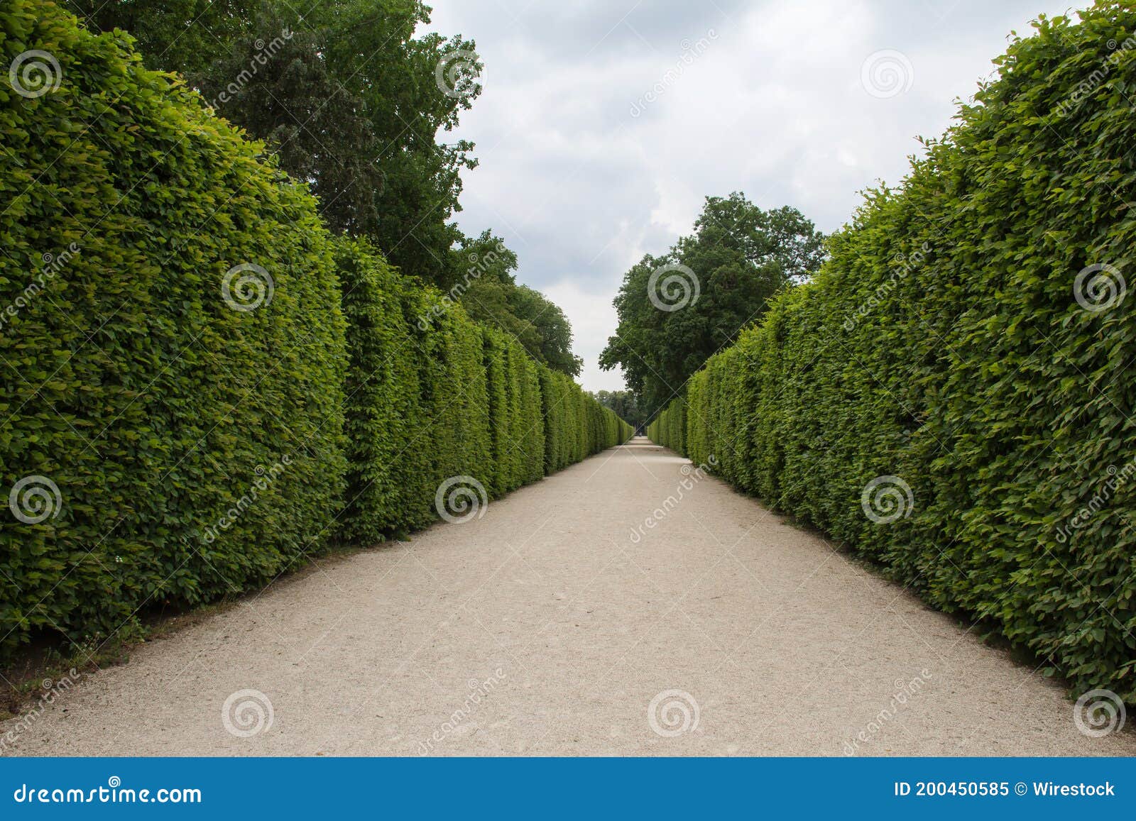 Focal Point View Of A Straight Pathway With Hedges On Each Side Stock ...