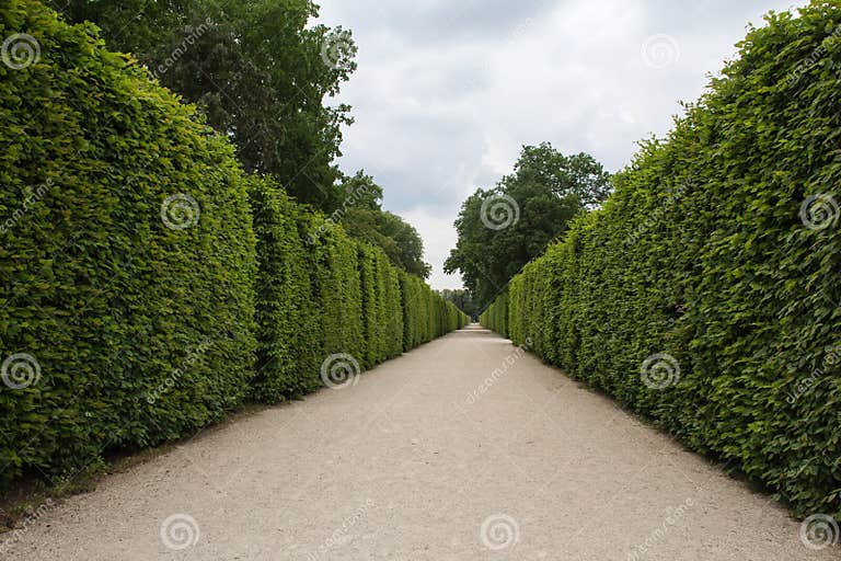 Focal Point View of a Straight Pathway with Hedges on Each Side Stock ...