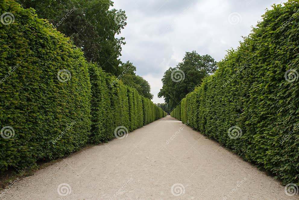 Focal Point View of a Straight Pathway with Hedges on Each Side Stock ...