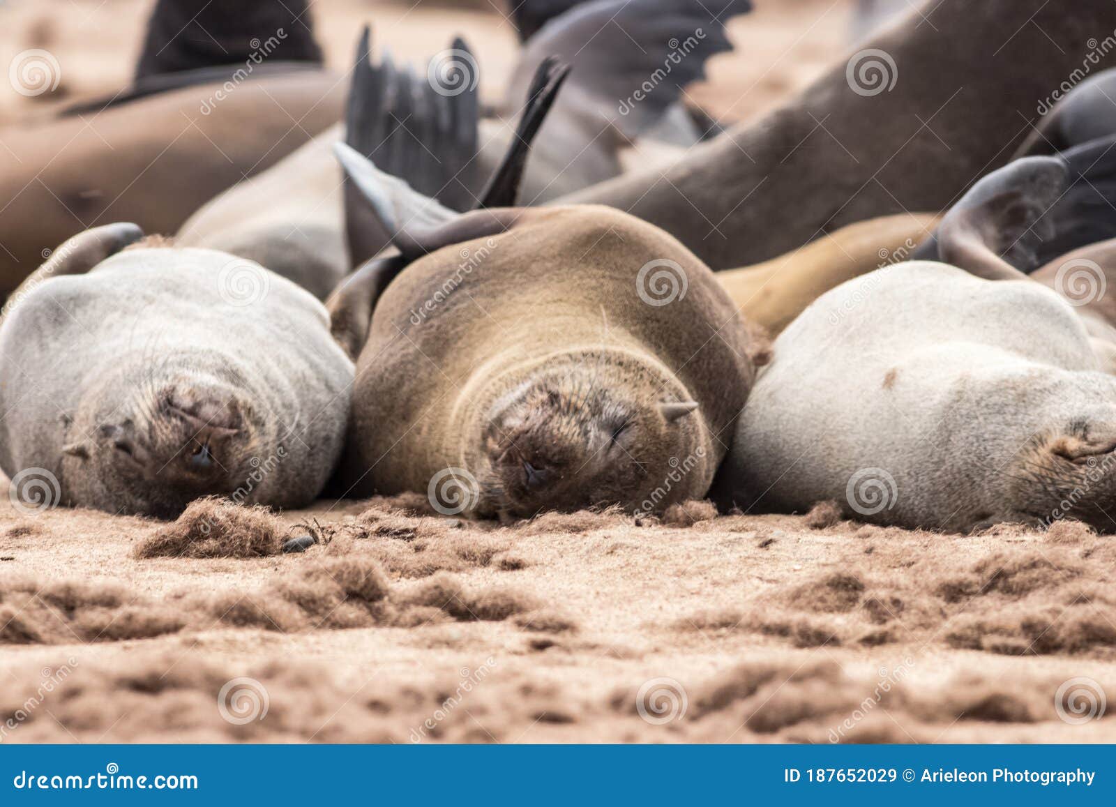3 Focas Relajadas En La Espalda Imagen de archivo - Imagen de hierba ...